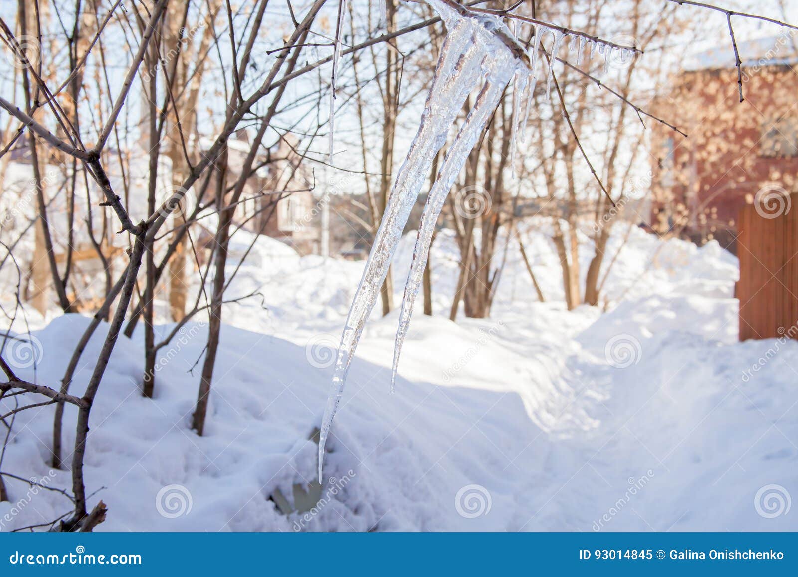 Icicles Hang on a Tree Branch Stock Image - Image of footpath, elements ...