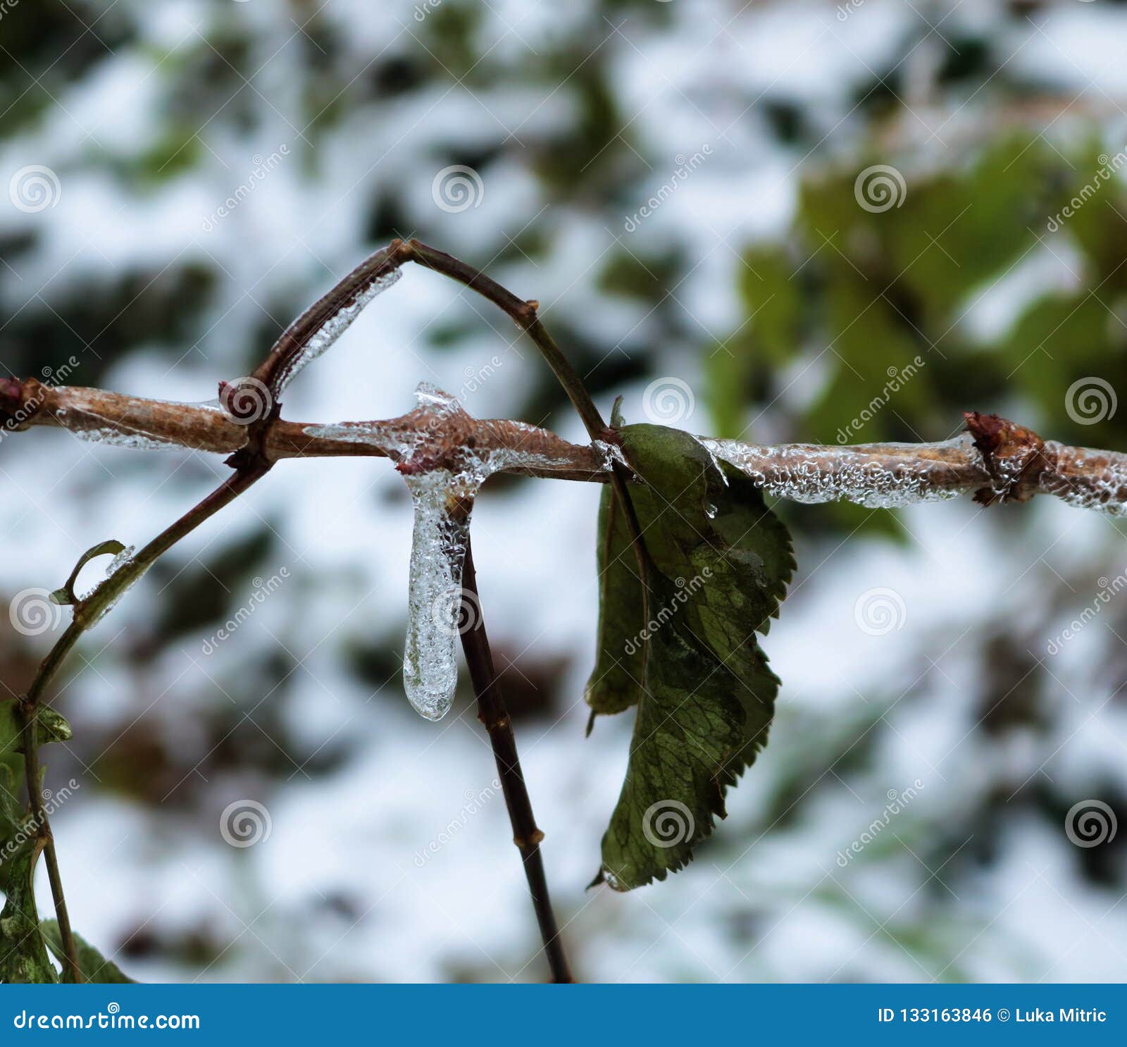 Icicles Hanging on the Branch Near Frozen Leaf Stock Photo - Image of ...