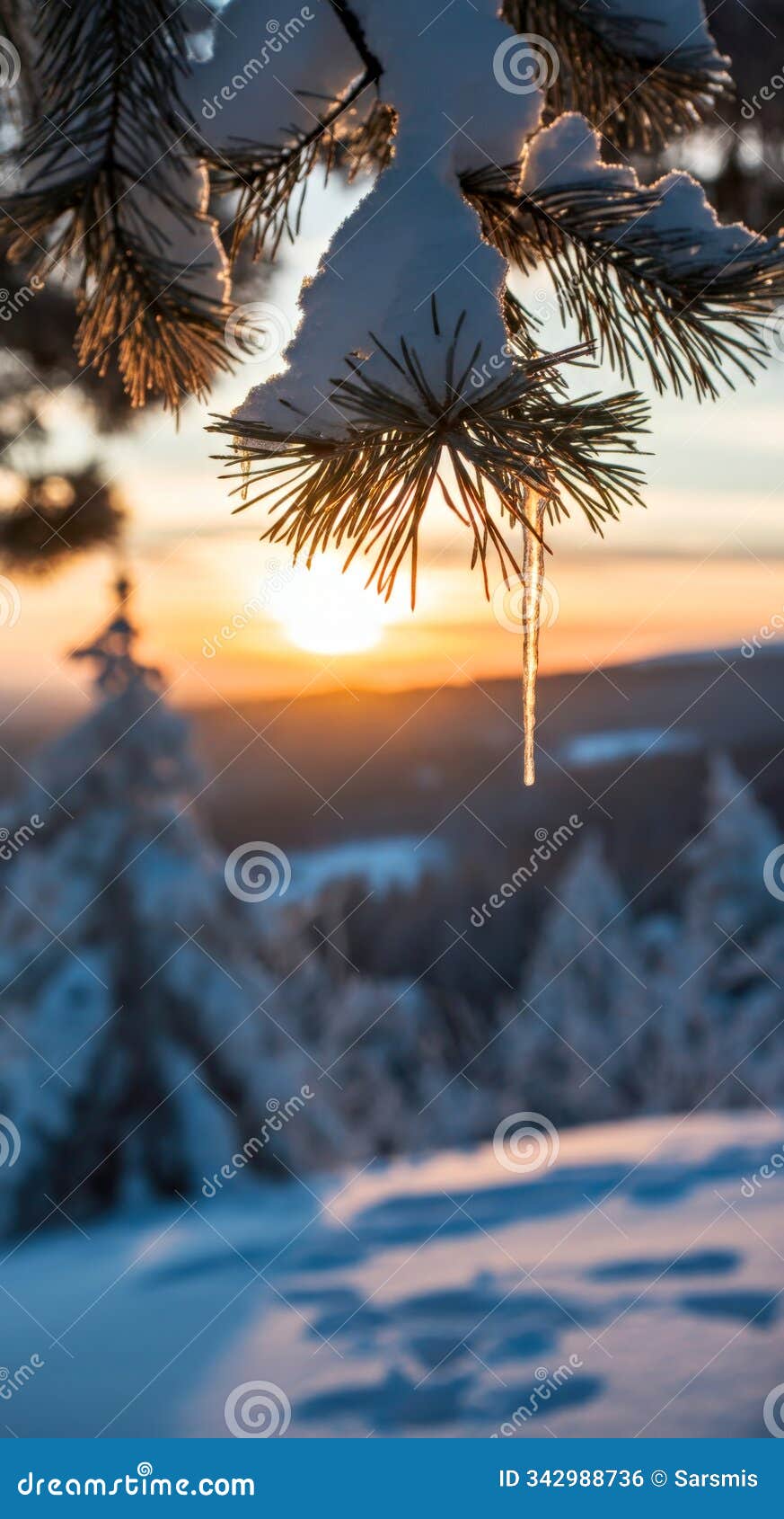 Icicles Hanging from Pine Tree at Sunset Winter Scene Stock Illustration - Illustration of ...