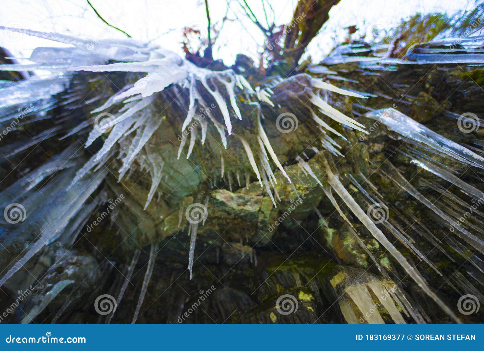 Icicles Inside of the Forest Stock Image - Image of grass, forest ...