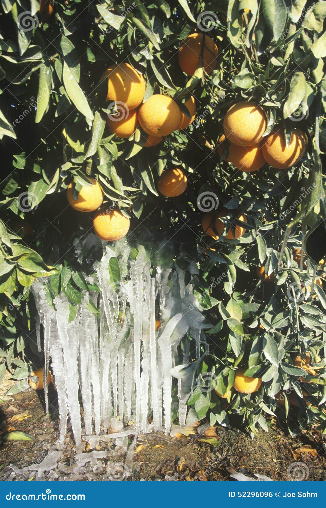 Icicles on an Orange Tree, Cuyama, California Stock Photo - Image of ...