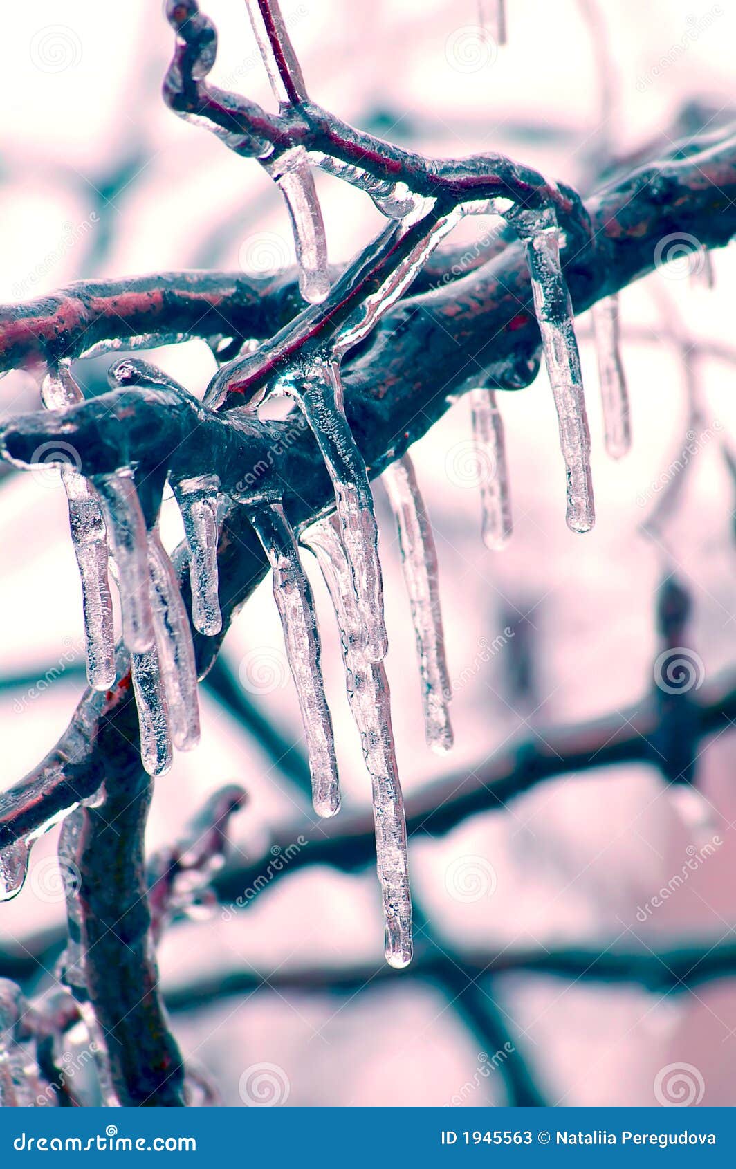 Icicles Over Branches Picture. Image: 1945563