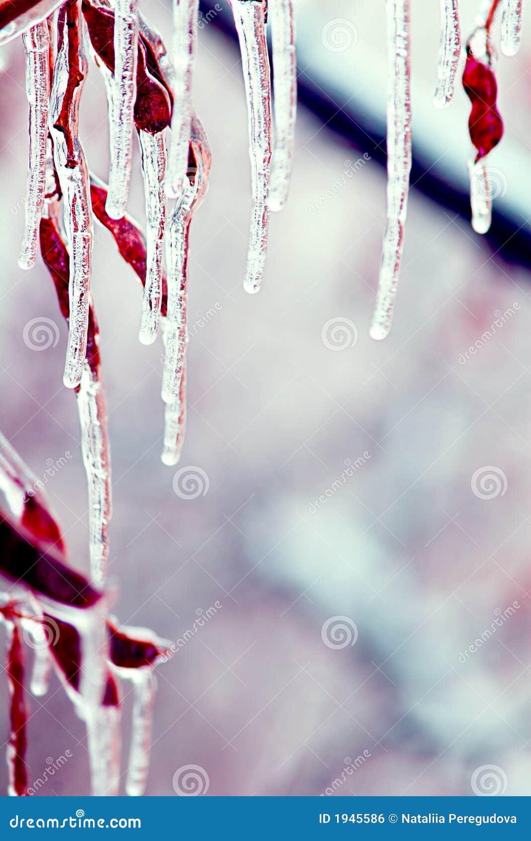 Icicles over branches stock photo. Image of freeze, purple - 1945586