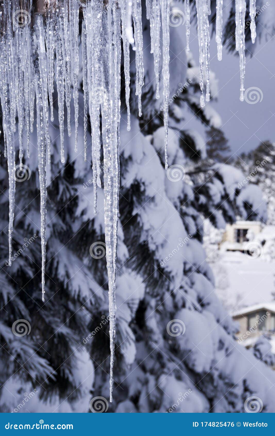 Icicles and Pine Tree stock photo. Image of blue, tree - 174825476