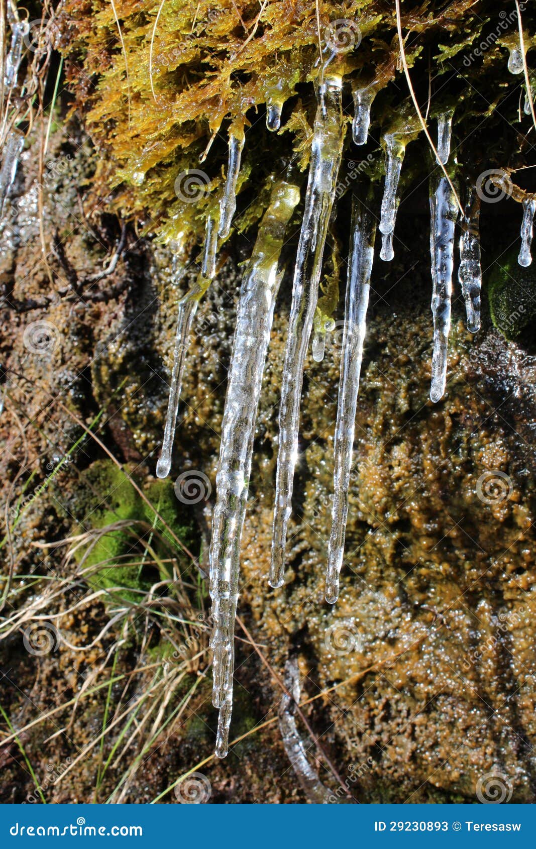Icicles on rock stock image. Image of rock, lichen, water - 29230893