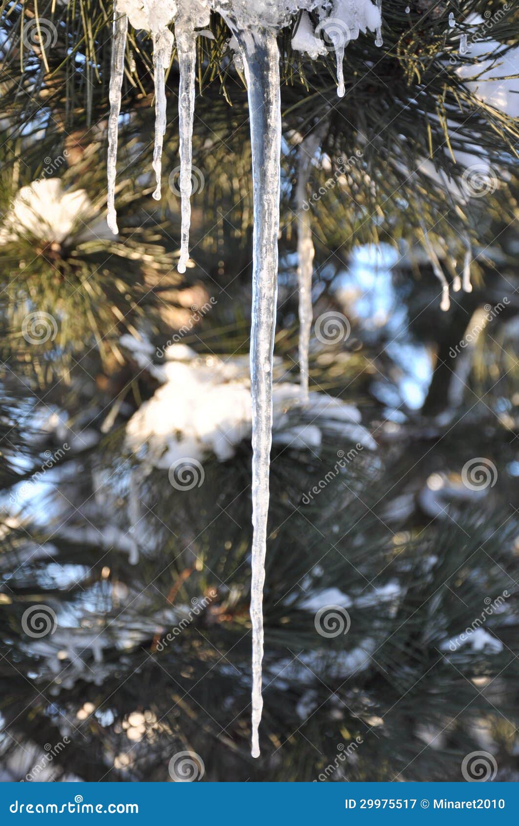 Icicles and Snow on Pine Tree Stock Image - Image of icicle, december ...
