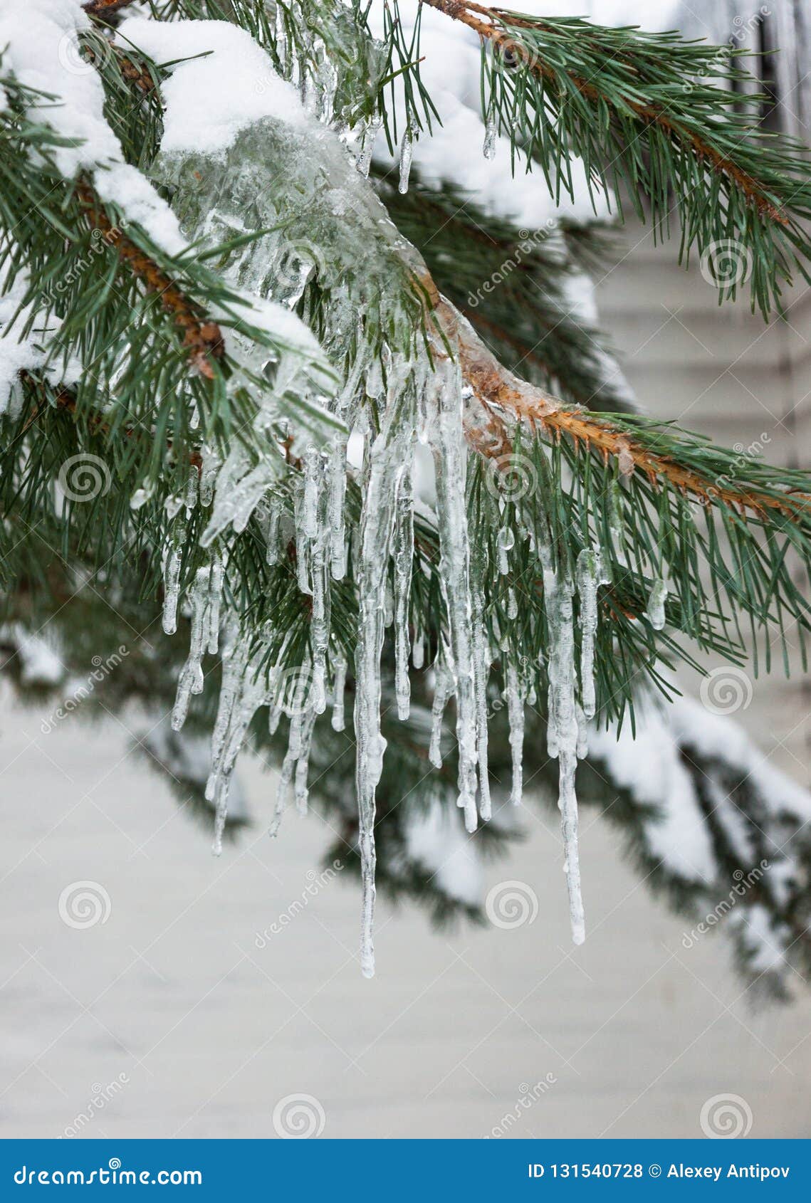 Icicles on Snowy Fir Branch Stock Photo - Image of snow, spruce: 131540728