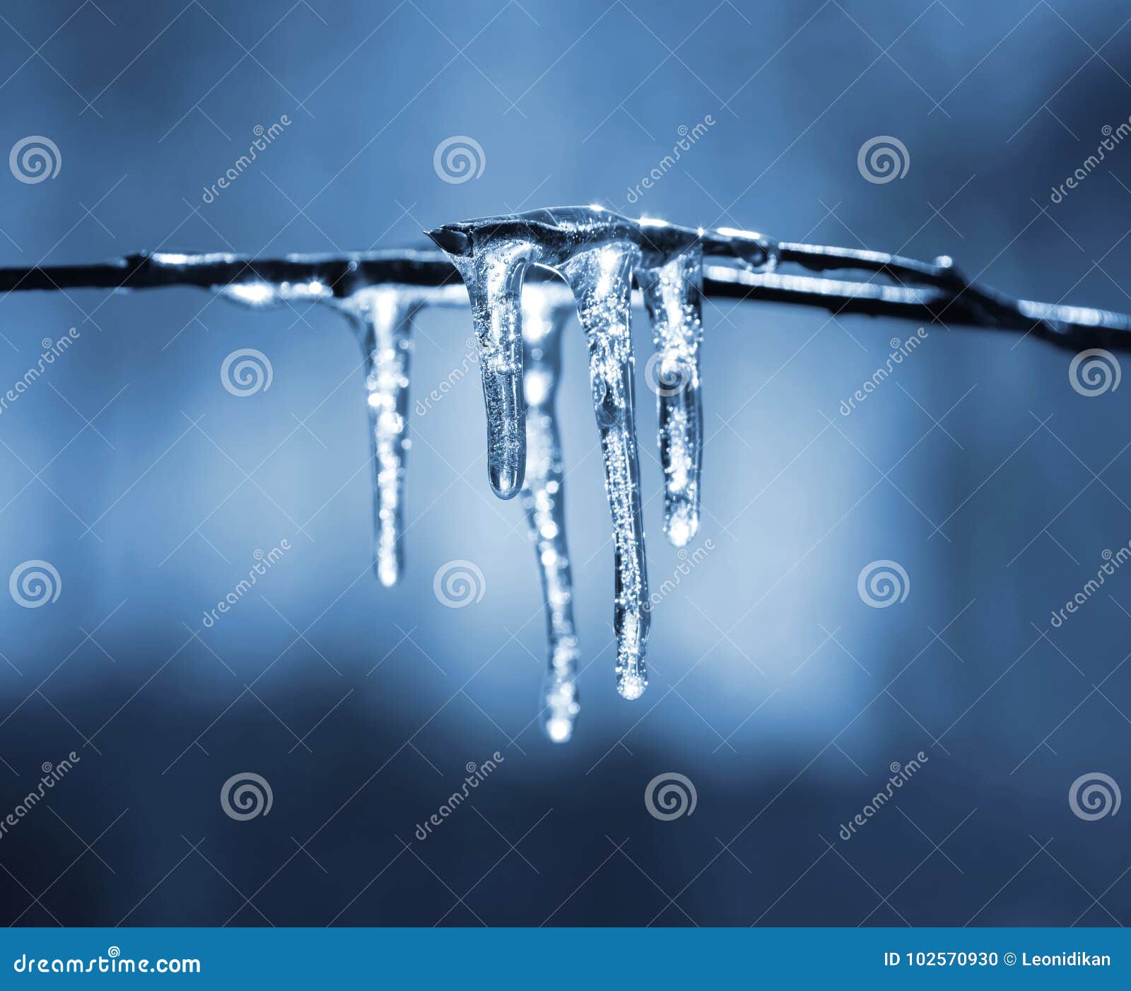 Icicles on tree branch stock photo. Image of cold, melt - 102570930