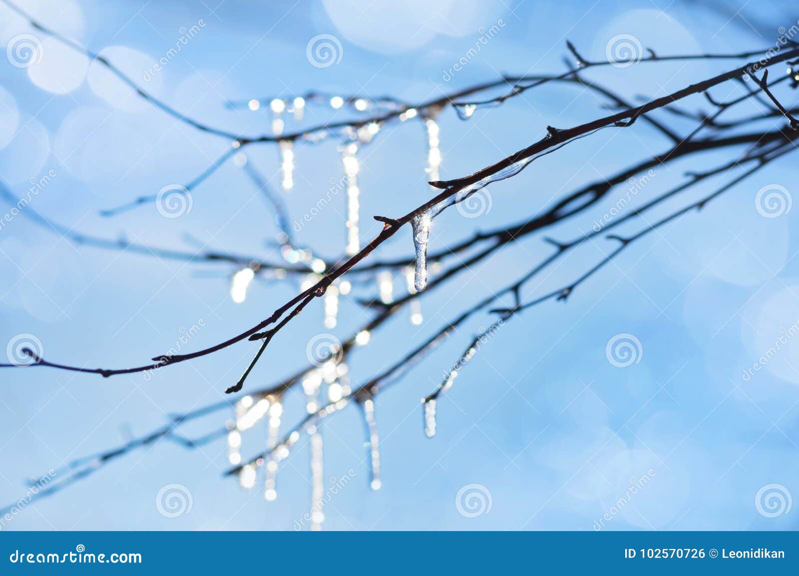 Icicles on tree branch stock photo. Image of clear, closeup - 102570726