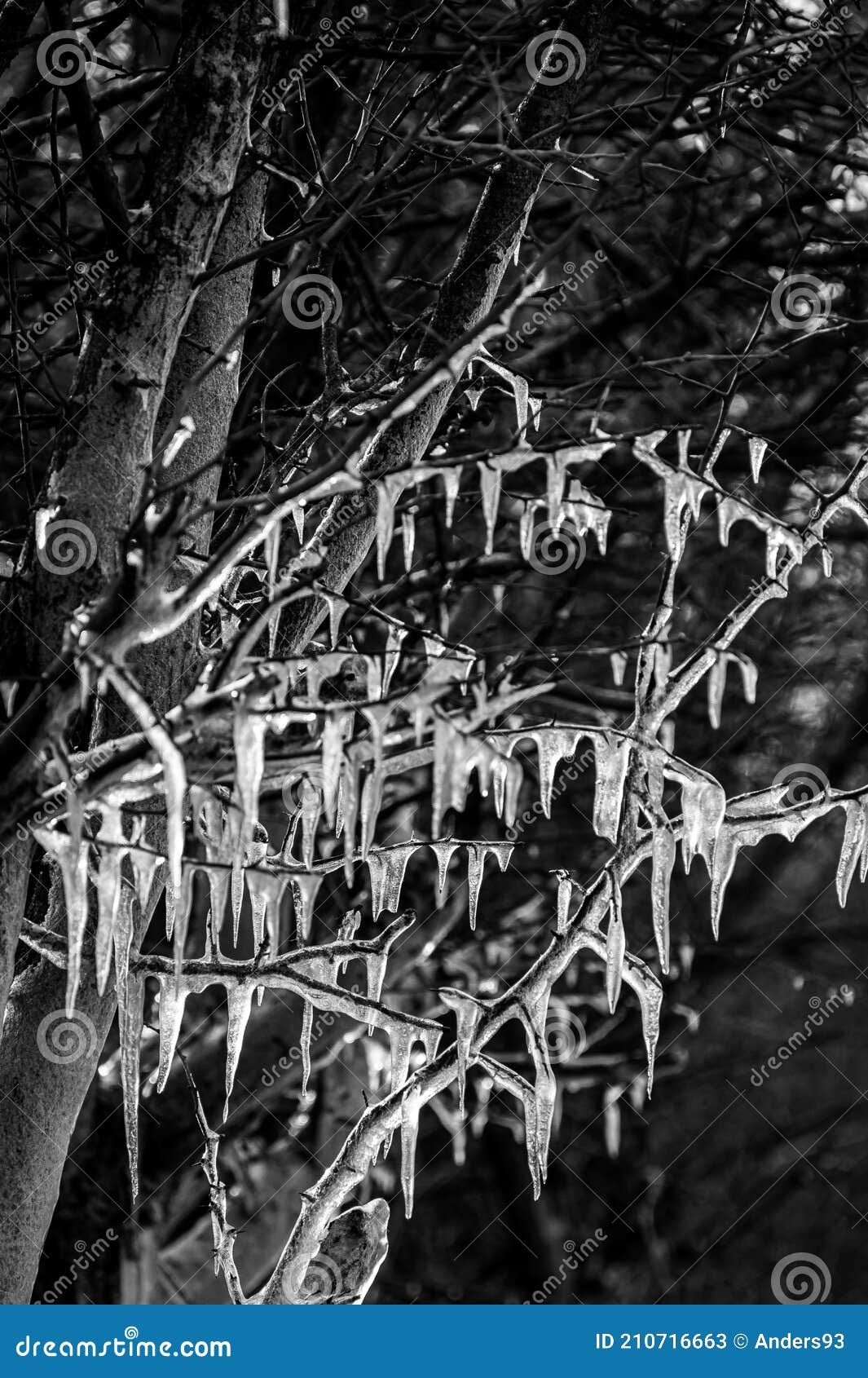 Icicles on Tree Branches from Cars Splashing Water Stock Image - Image ...