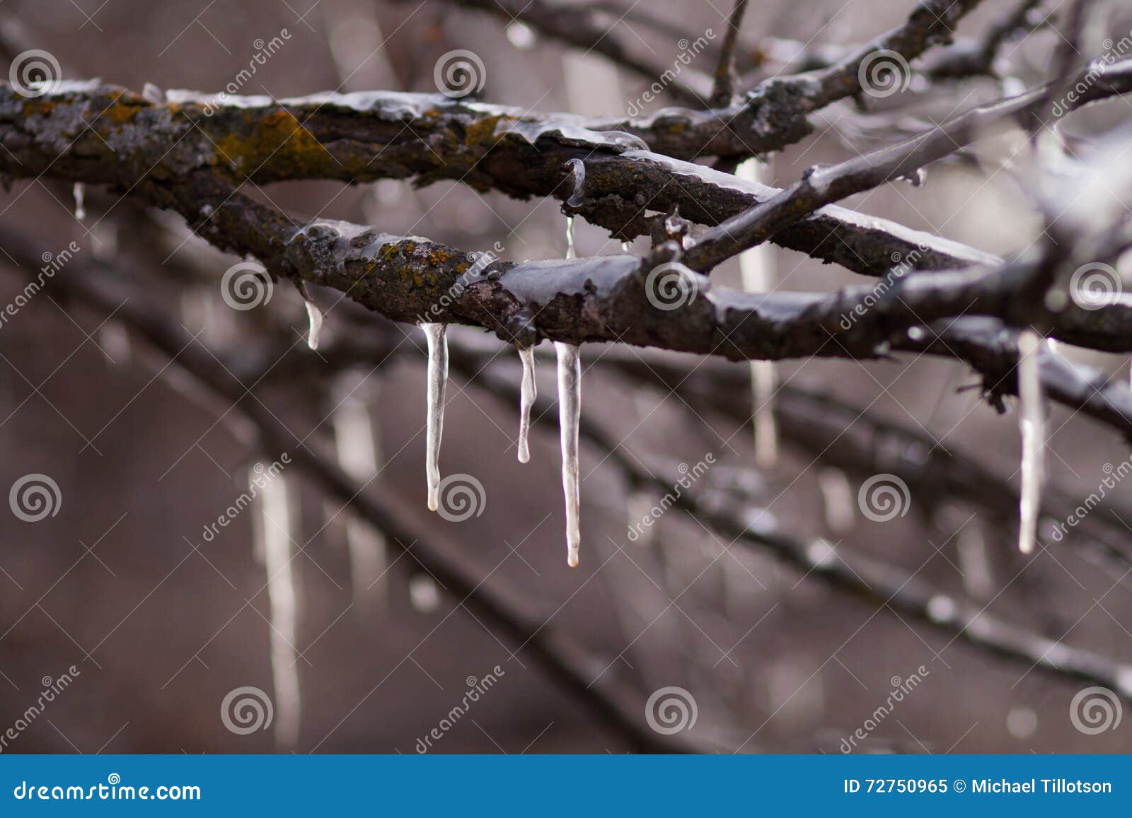 Icicles on Tree Branches stock image. Image of storm - 72750965