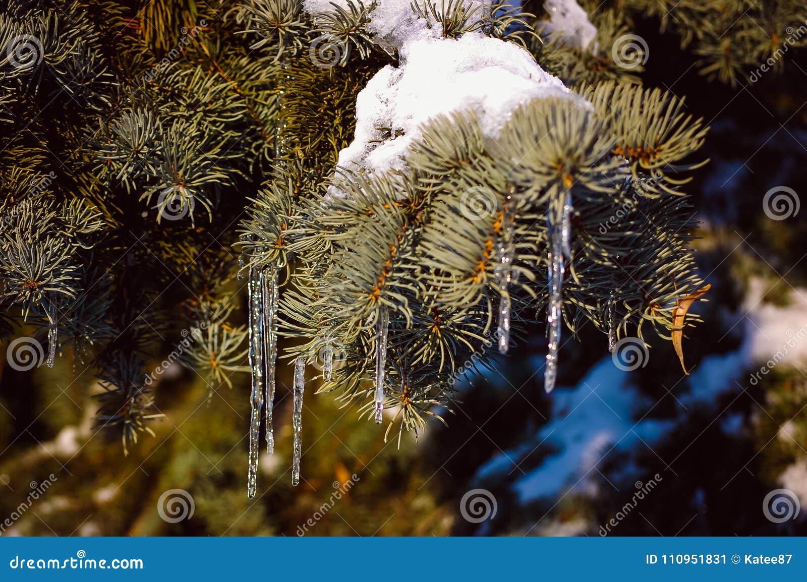 Icicles on the Trees during Melting and Then Again Freezing Stock Image ...