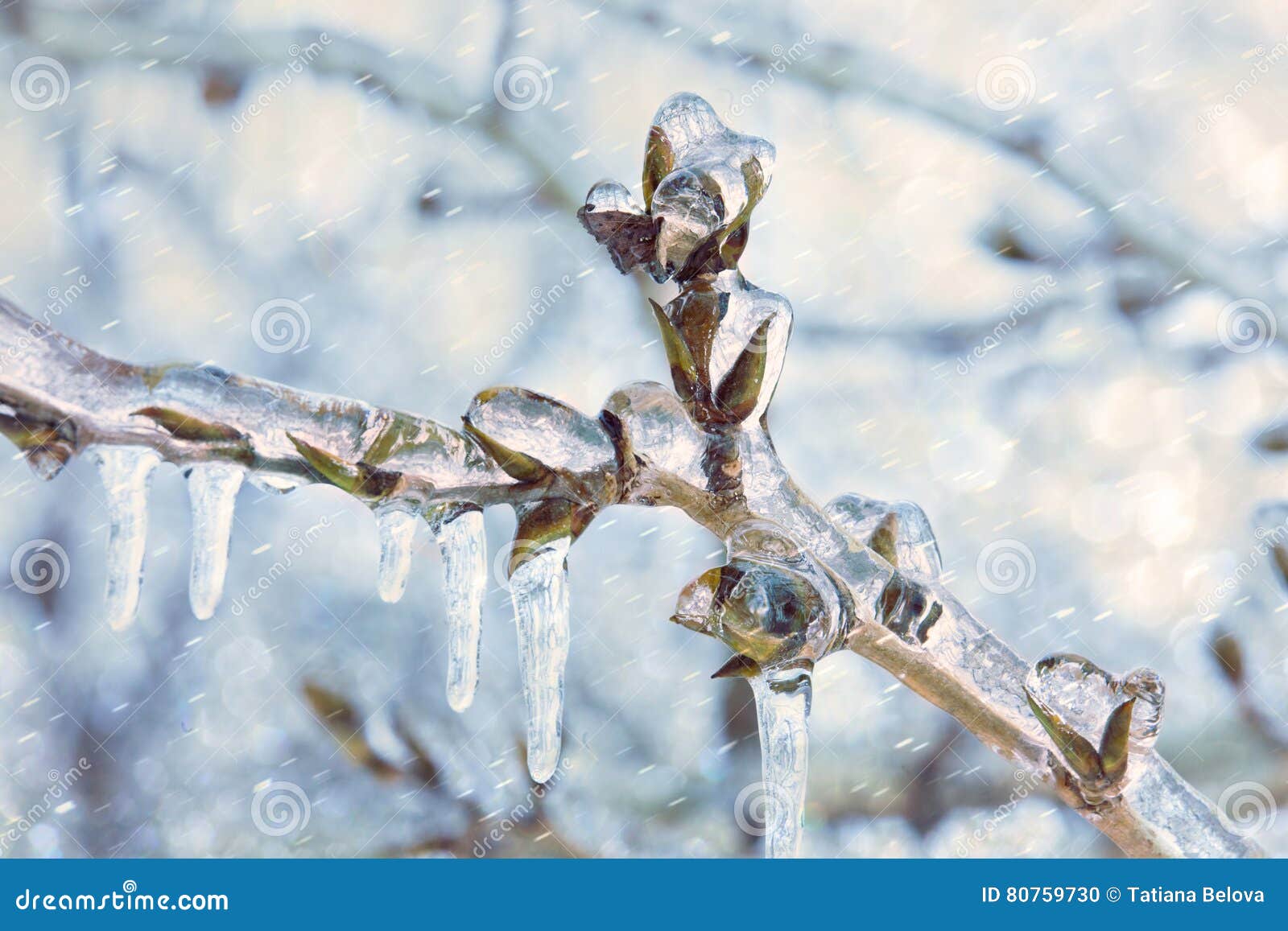 Icicles on Twig Formed during a Winter Freezing Rain Stock Photo ...