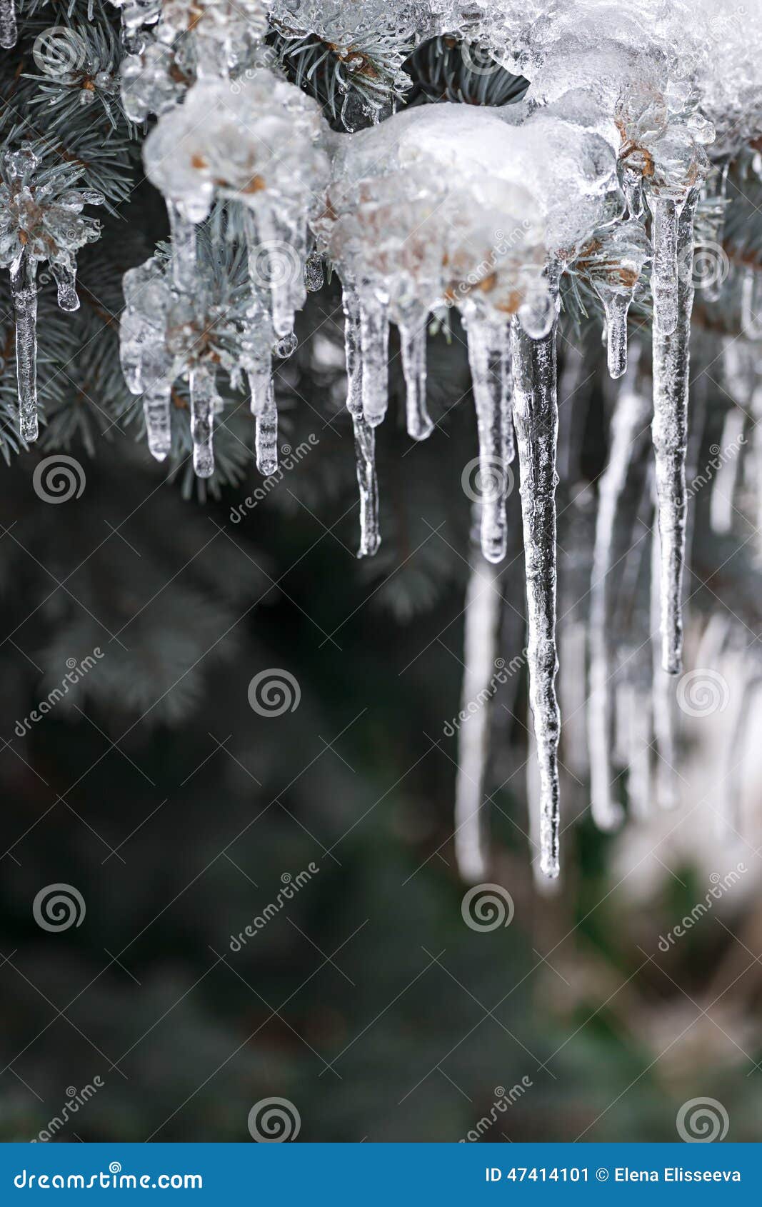 Icicles on winter branches stock image. Image of covered - 47414101