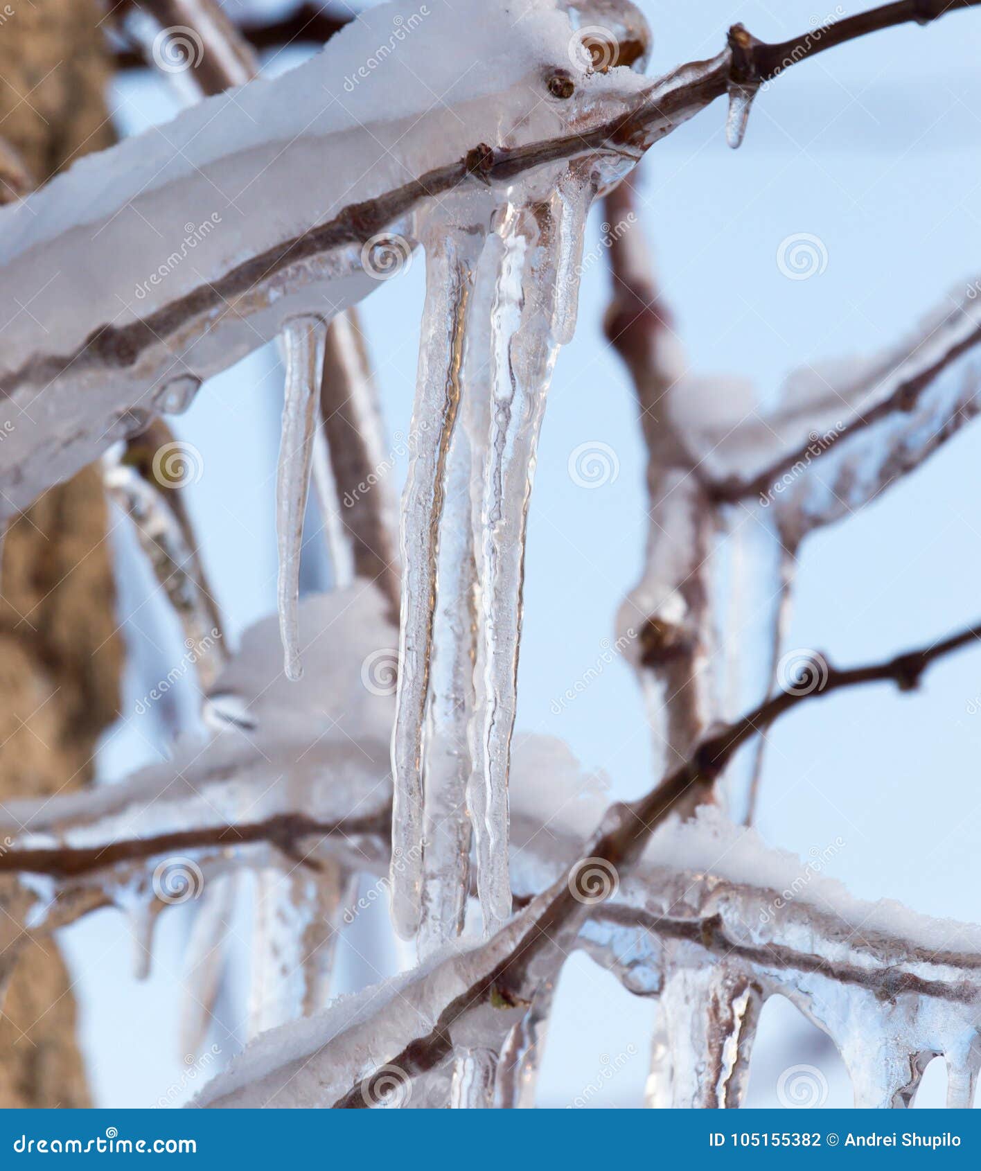 Icicles on winter nature stock photo. Image of drop - 105155382