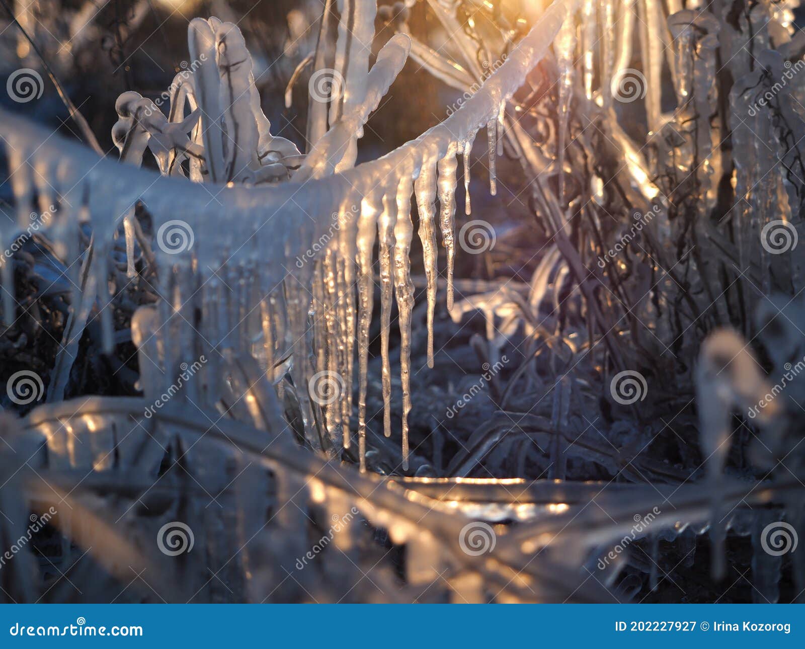 Icing on the Grass and the Trees. Effects of Changing Weather and ...