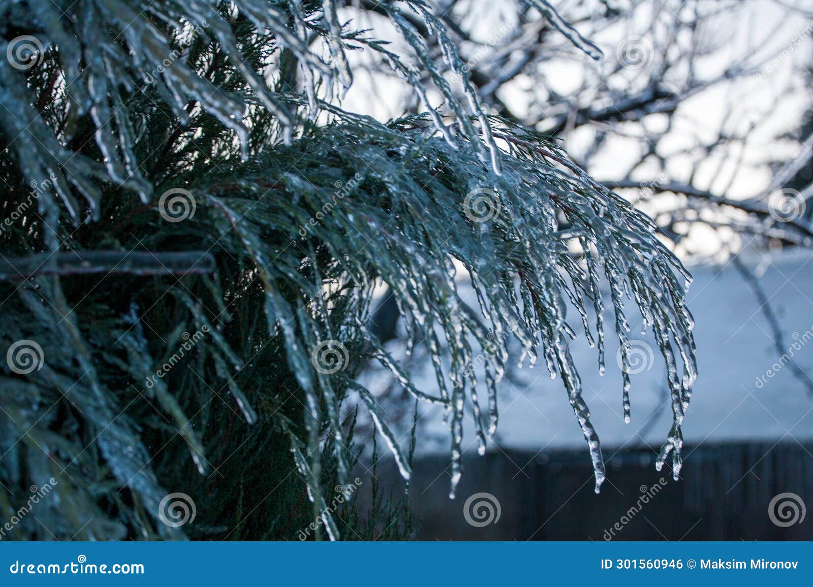 Icing in the World of Plants. a Pine Branch with Long Green Needles ...