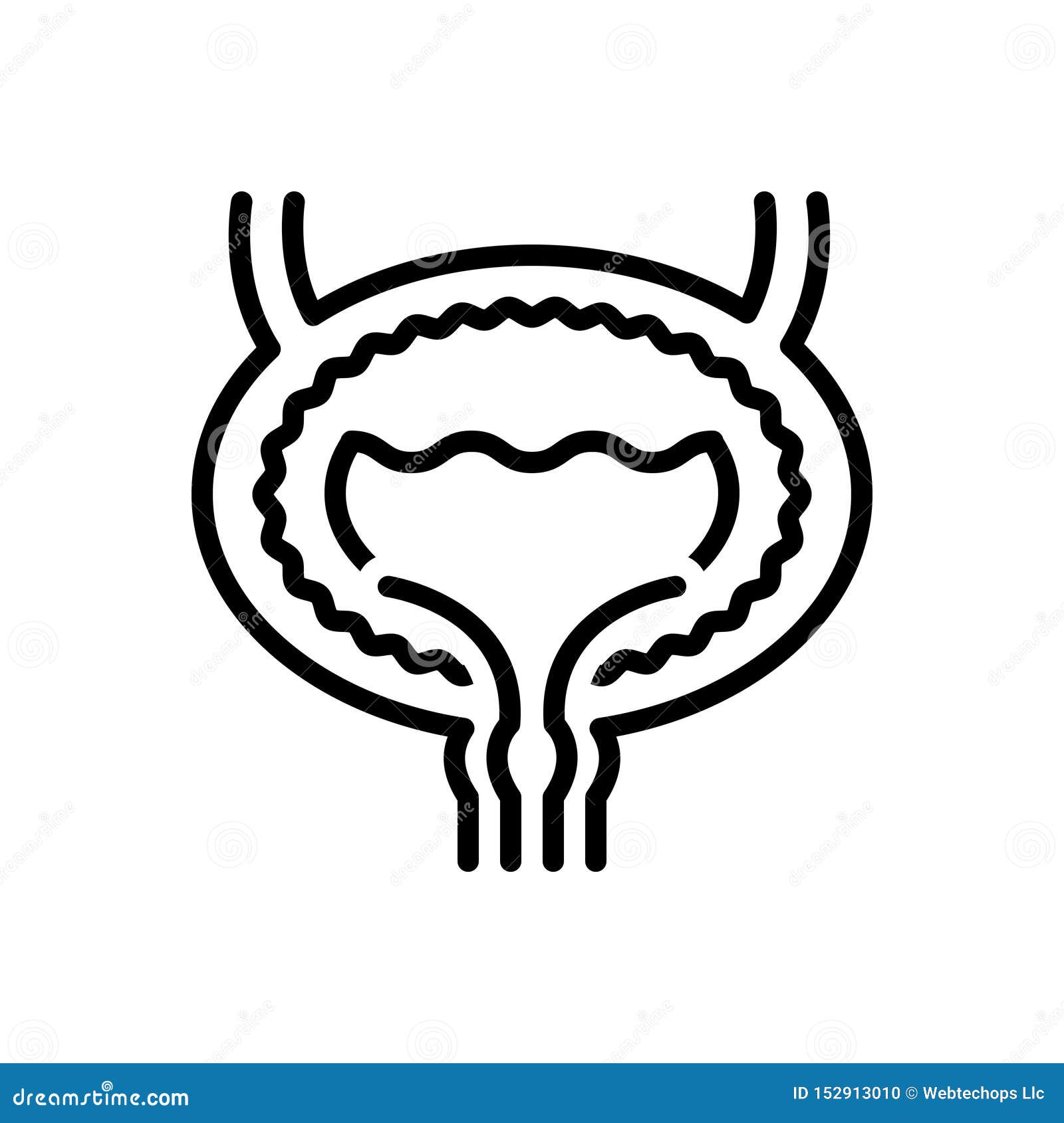 Line Bladder Icon. Urinary Tract. Pain With Bowel Movements Or ...