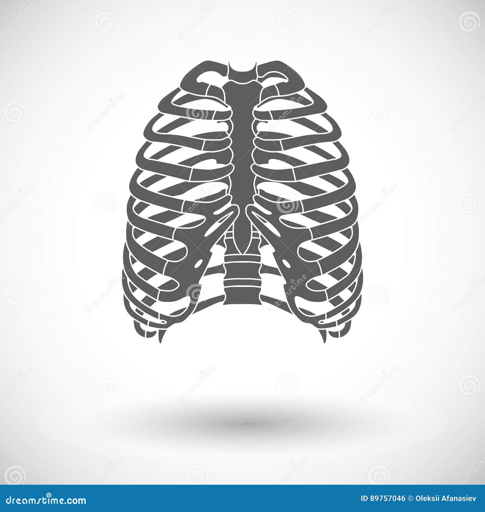 The Human Thorax Anatomy Royalty-Free Illustration | CartoonDealer.com ...