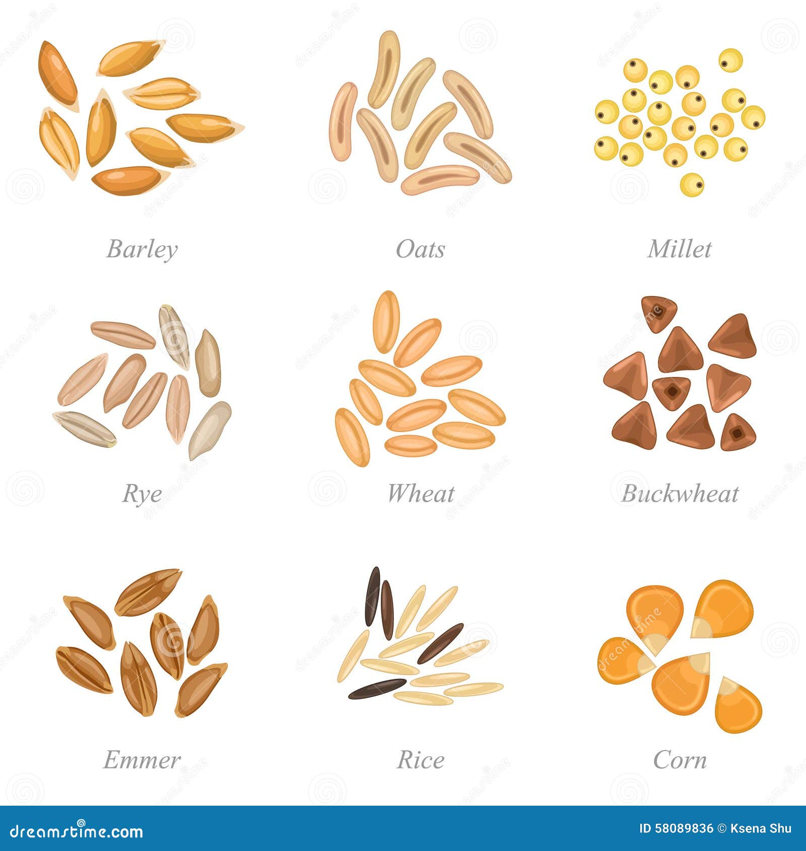 Cereal Grains With Seeds - Set Of Icons, Vector Illustrations. Cereal ...