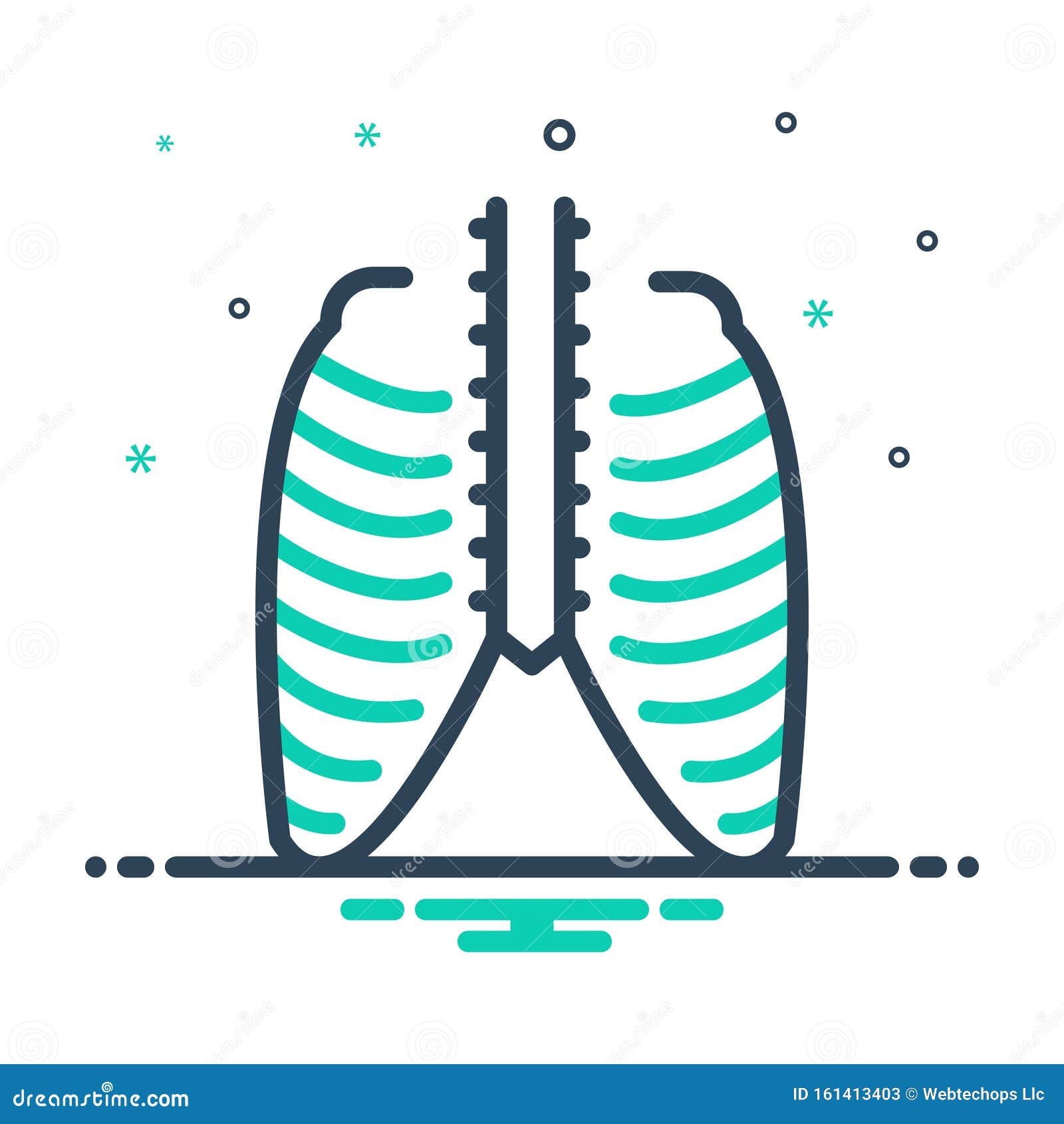 Rib Cage. Skeleton Anatomy Human. Skeletal System Cross Section. Vector ...