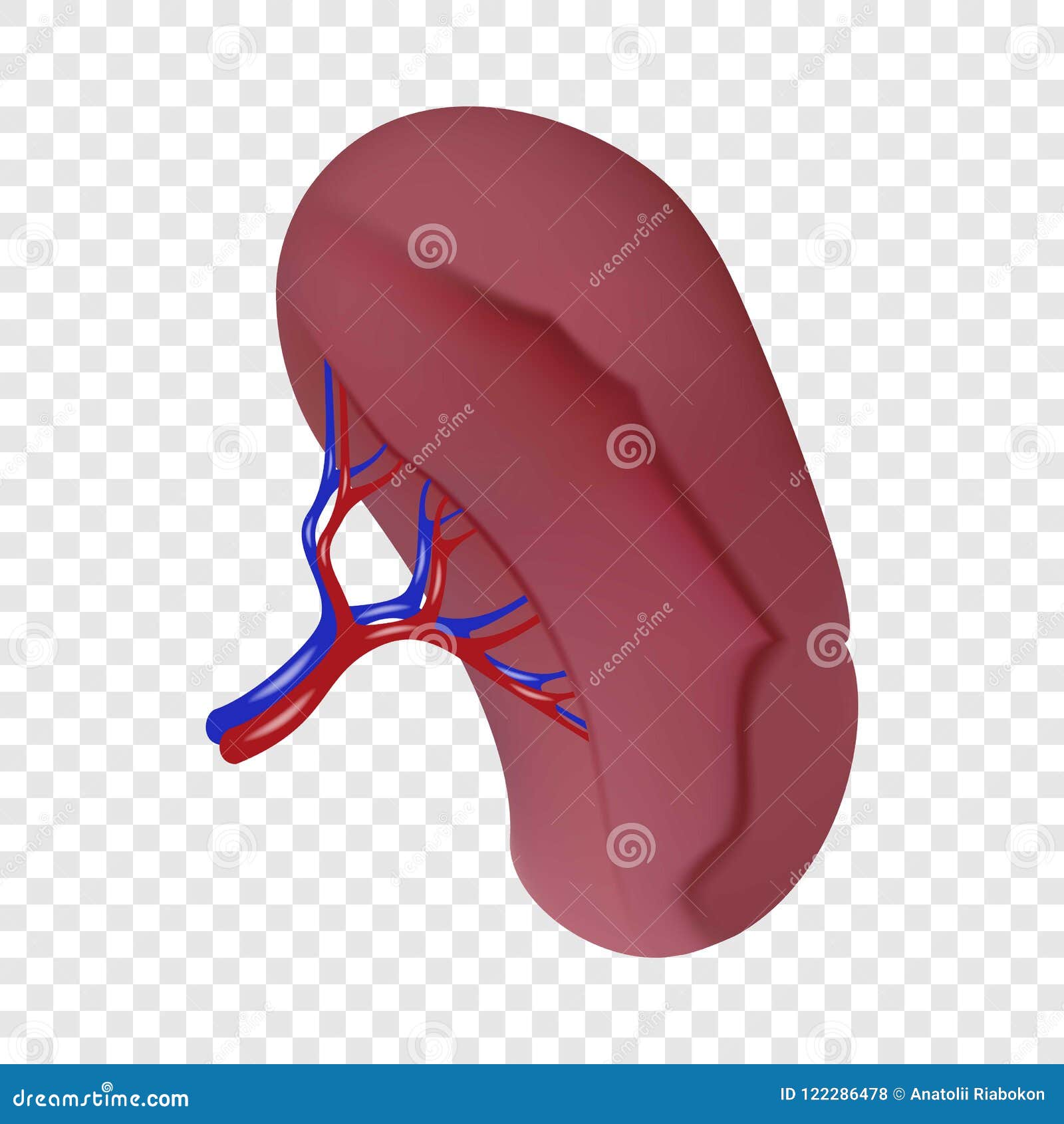Icona Della Milza, Stile Realistico Illustrazione Vettoriale ...