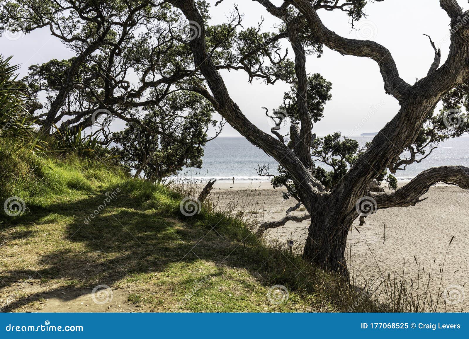 Iconic Beach NZ stock image. Image of tree, campvibes - 177068525