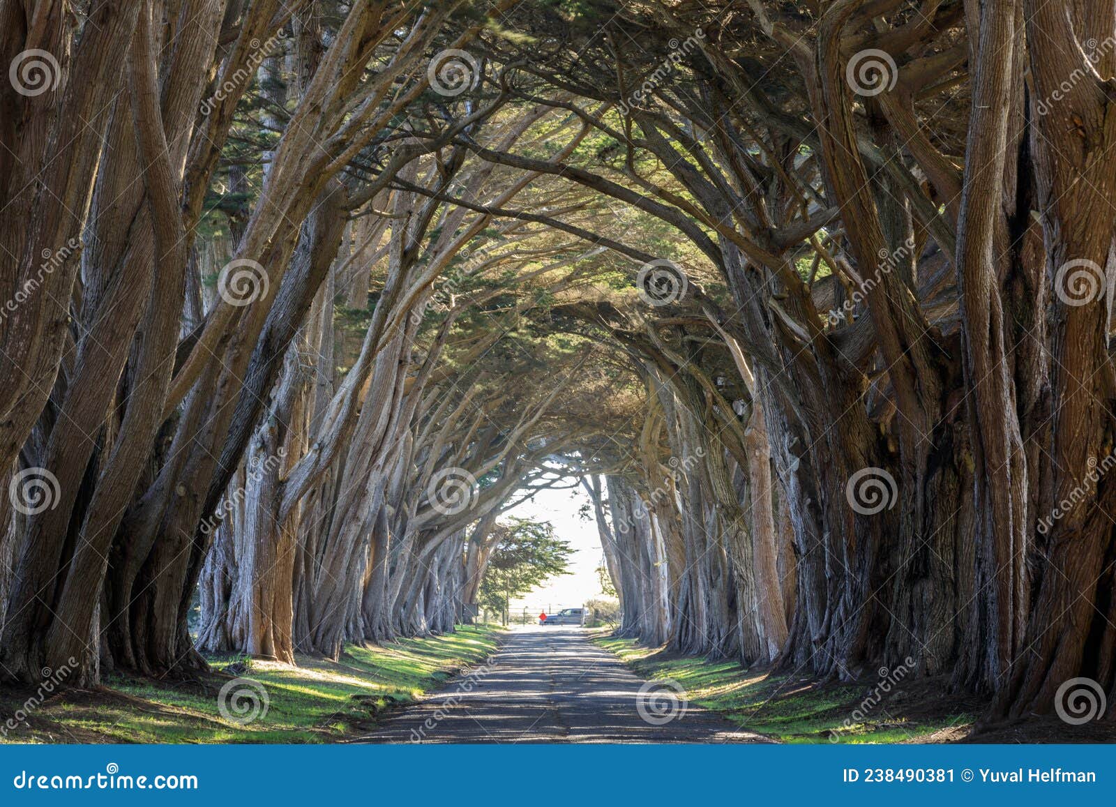 Iconic Cypress Tree Tunnel at Point Reyes National Seashore Stock Image ... Iconic Cypress Tree Tunnel at Point Reyes National Seashore Stock Image ...
