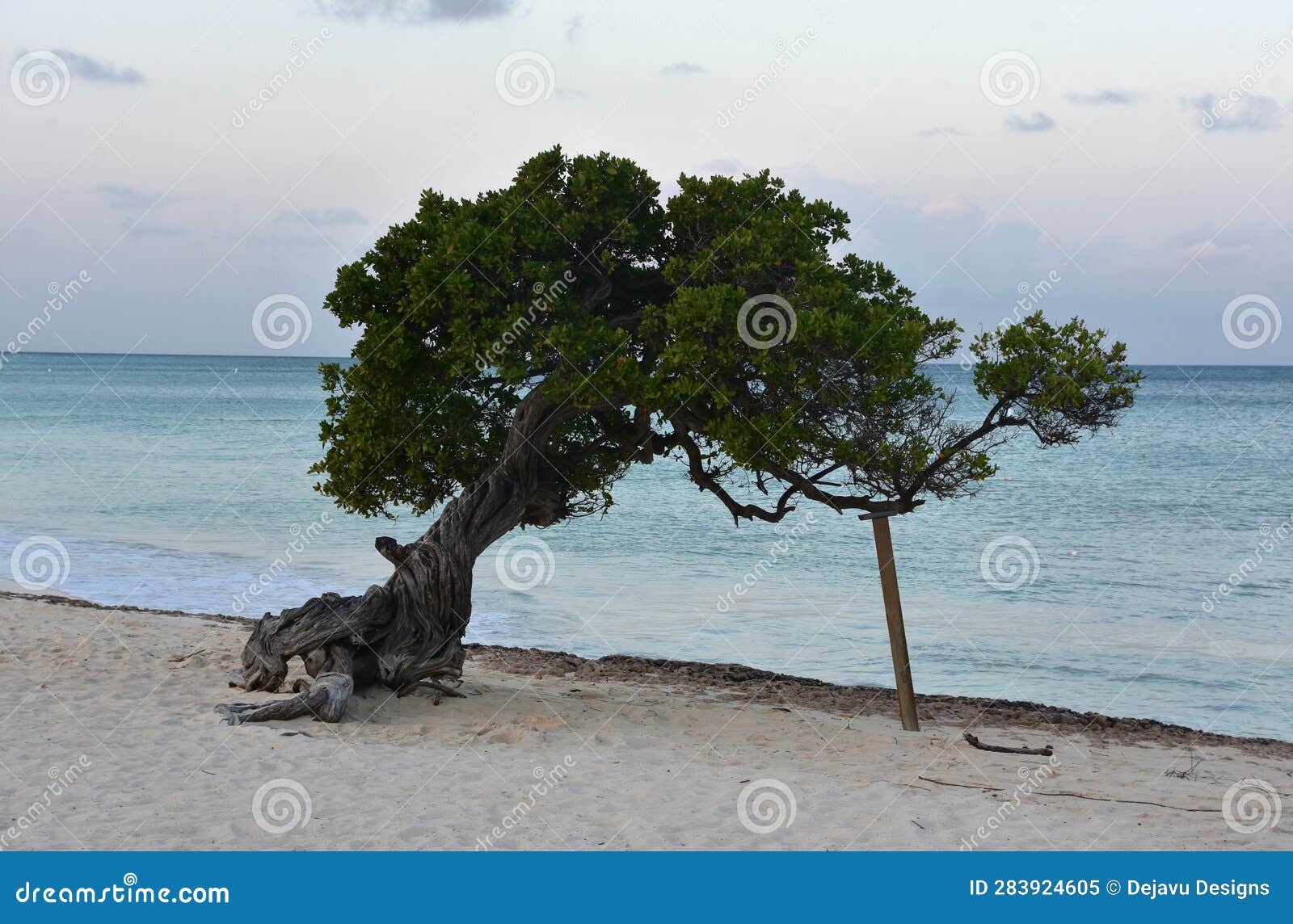 Iconic Divi Tree on a Beach in Aruba Stock Image - Image of ocean ...