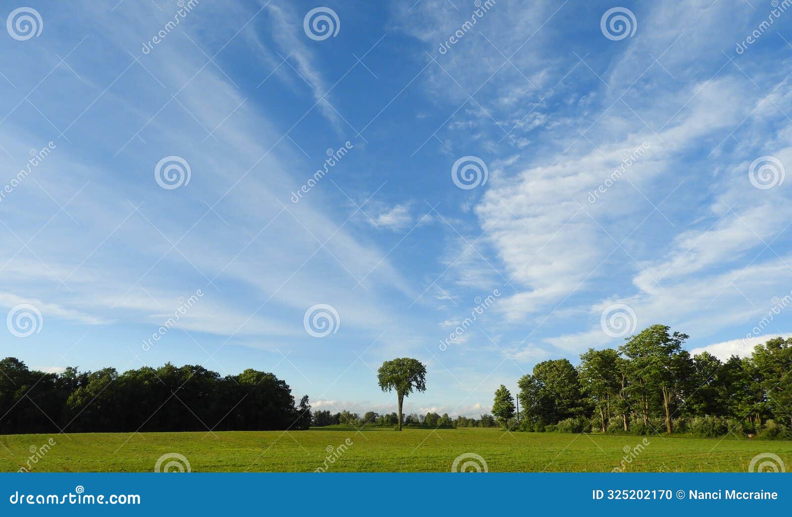 Iconic White Elm Tree in NYS Country Summer Landscape Banner Image ...
