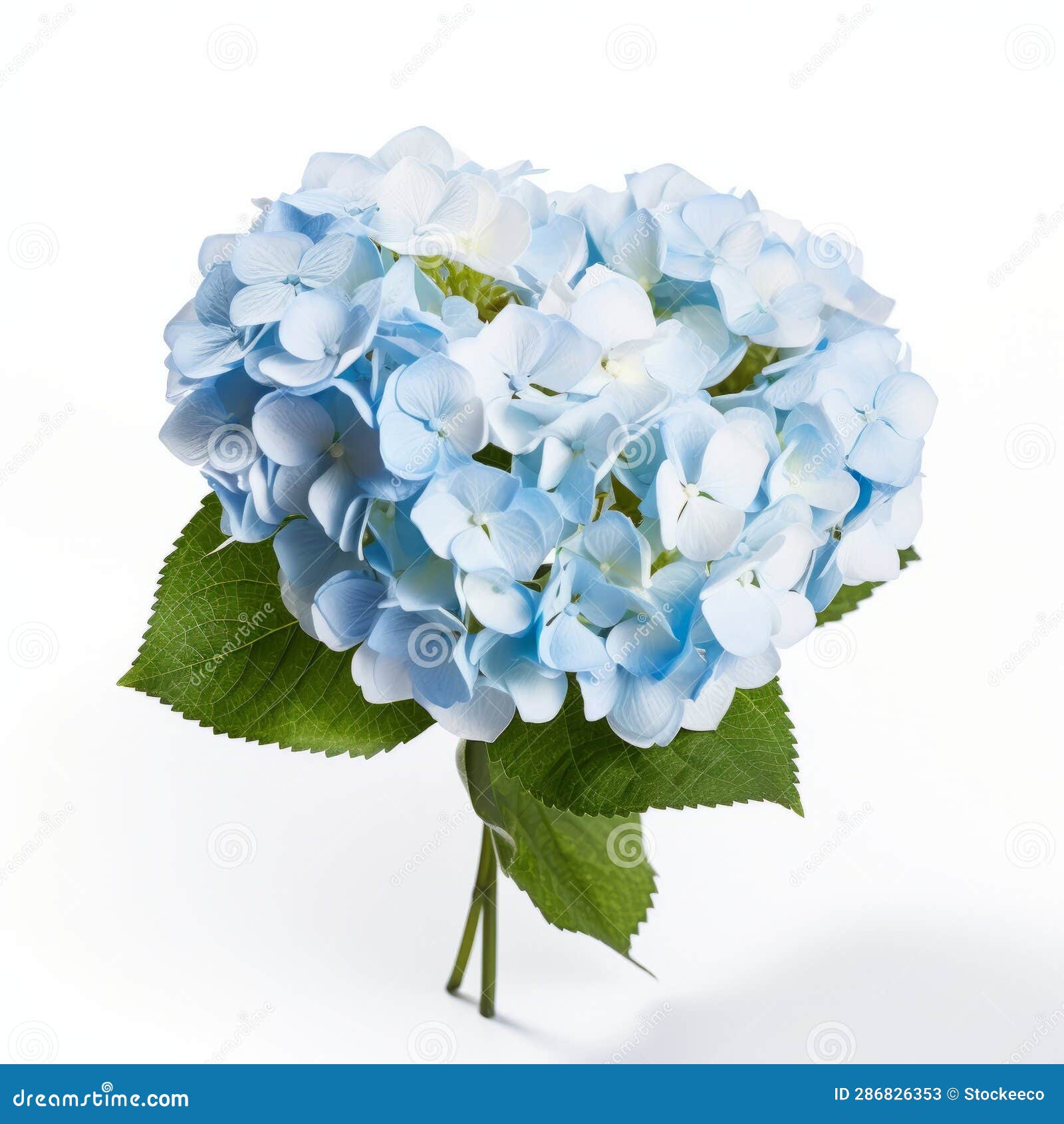 Iconic Hatecore: Blue Hydrangea in Colorized Tabletop Photography Stock ...