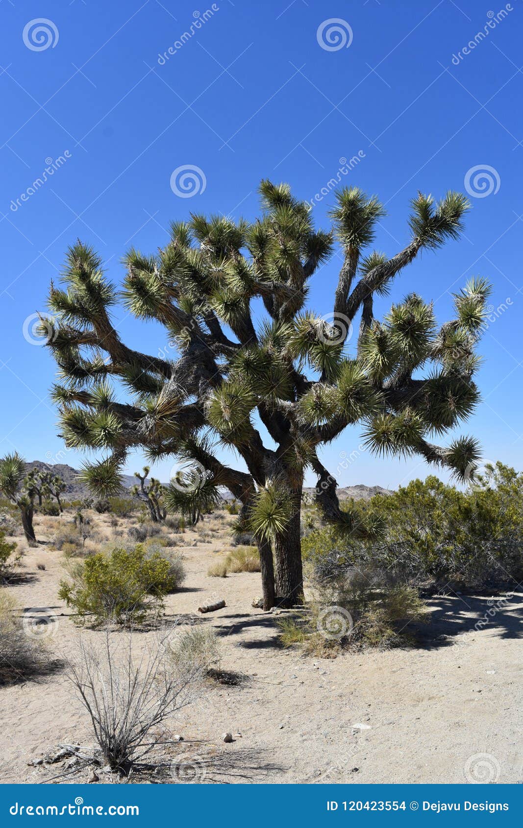Iconic Joshua Tree in the Mojave Desert in California Stock Photo ...