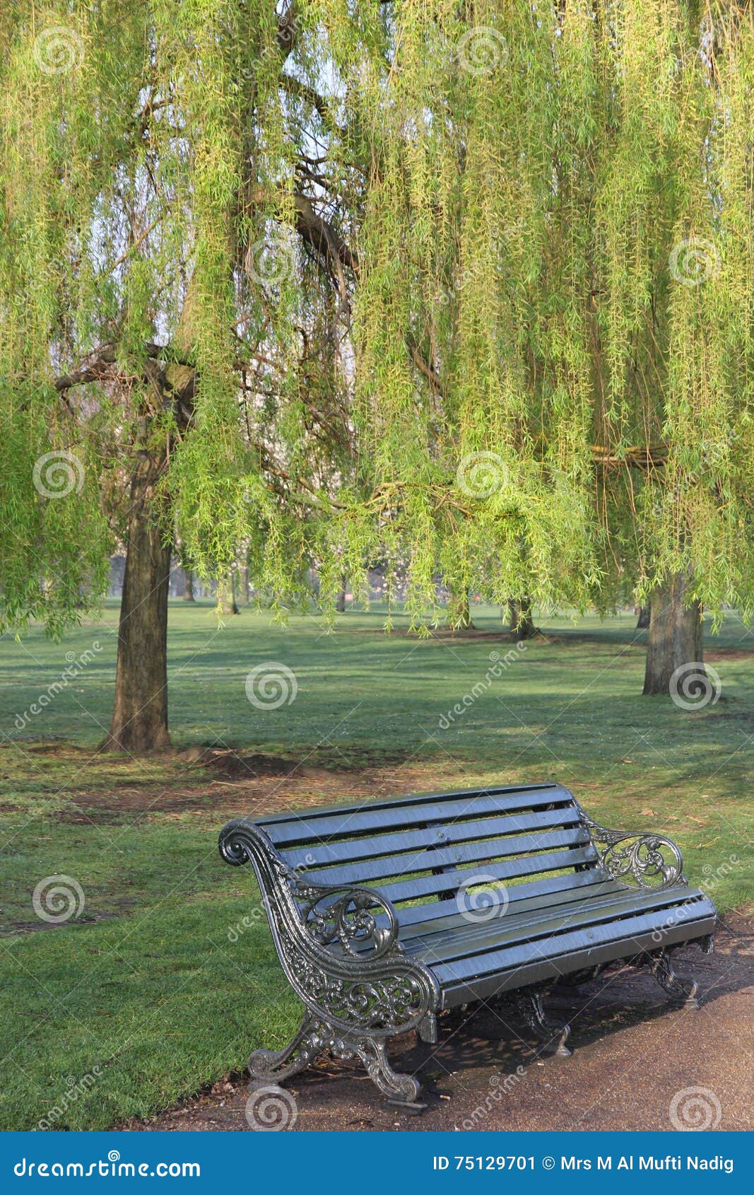 Iconic London Park Bench in Spring Stock Image - Image of meditation ...