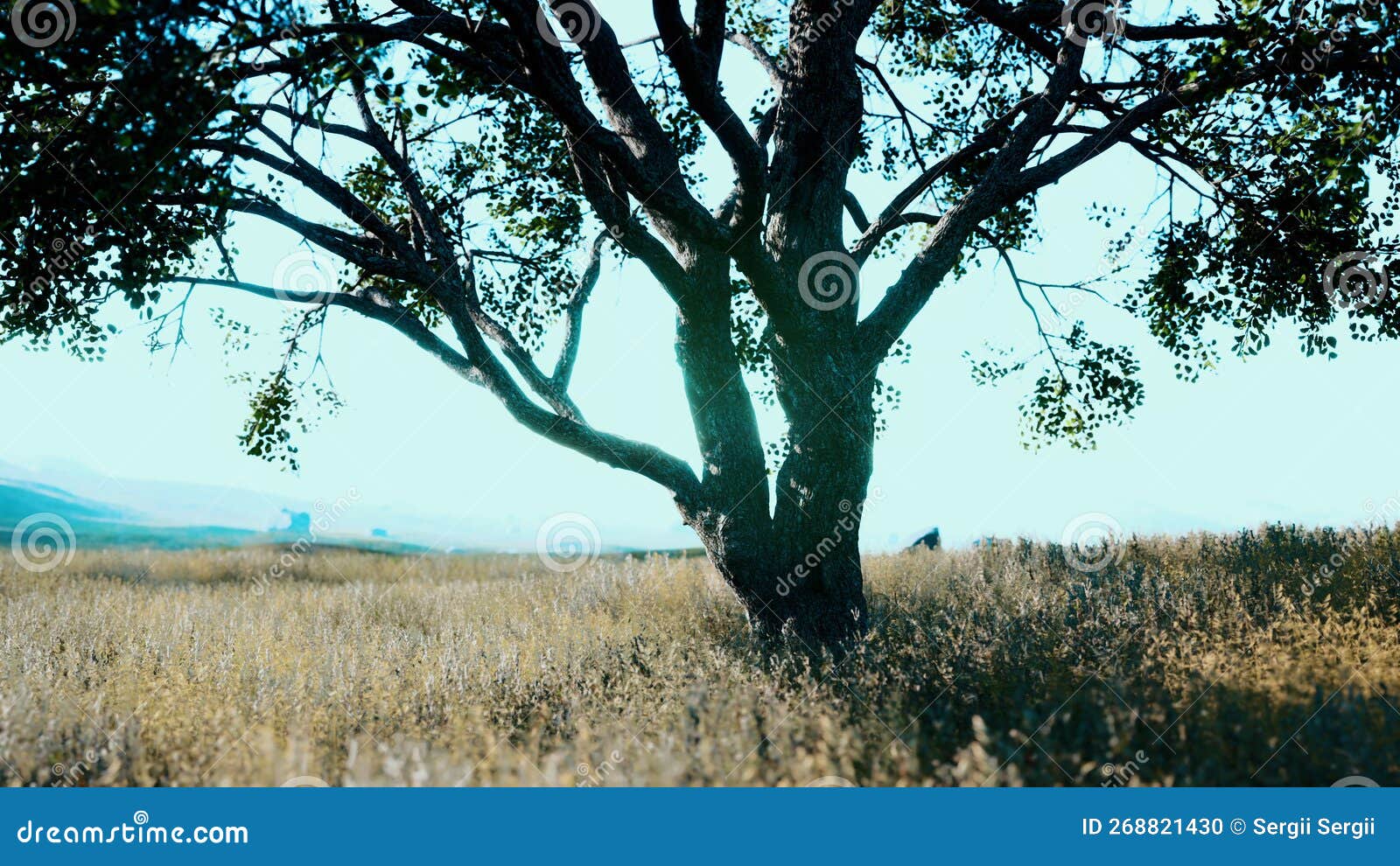 Iconic Oak Tree Casts a Long Shadow into a Golden Hill Stock ...