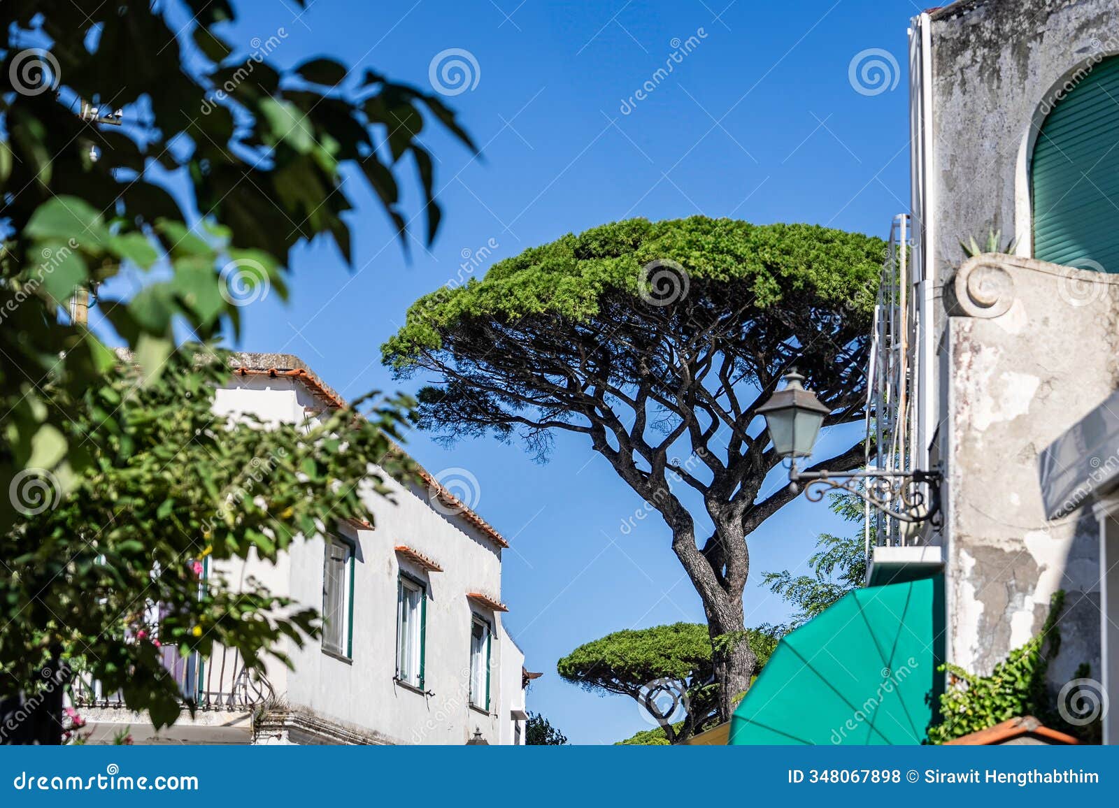 Iconic Pine Trees Under a Bright Blue Sky Capri,Italy Stock Photo ...