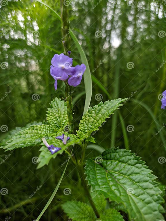 The Iconic Purple Flower in Mount Ungaran, Central Java Stock Photo ...