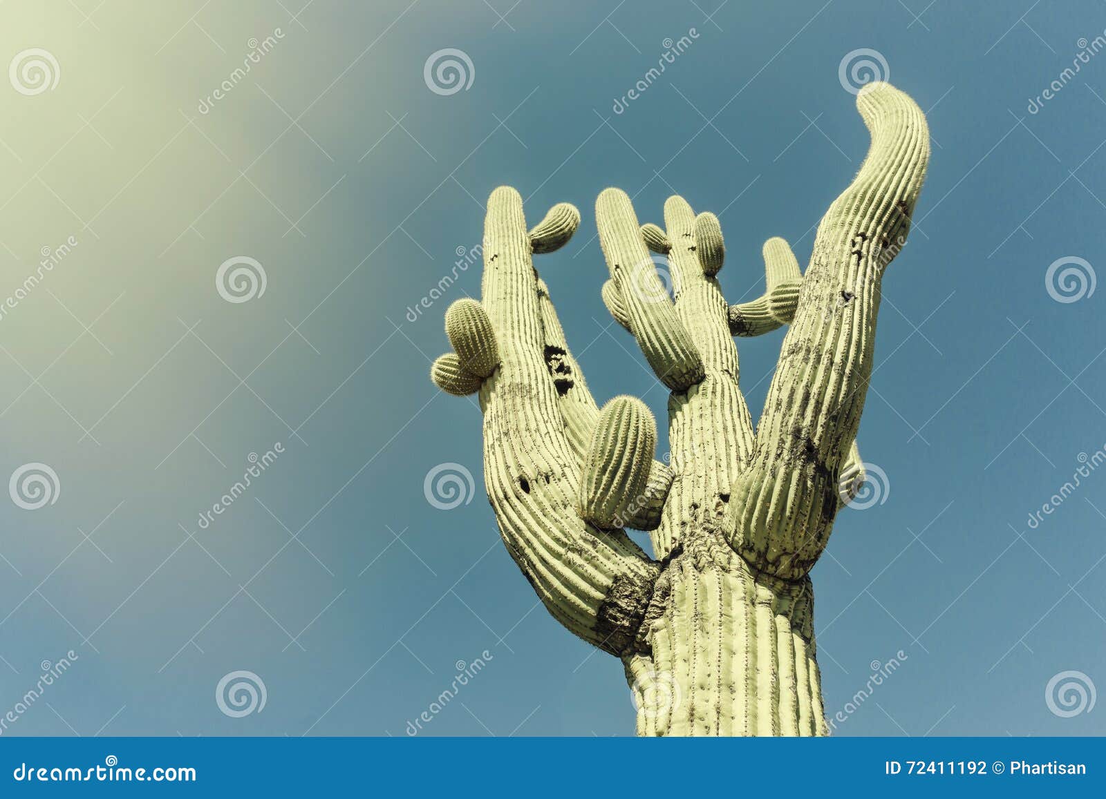 Iconic Saguaro Cactus Tree. Image Cross Processed Stock Photo - Image ...