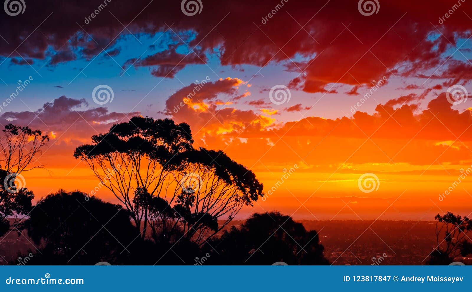 Iconic South Australian Sunset through Gumtrees Stock Image - Image of ...