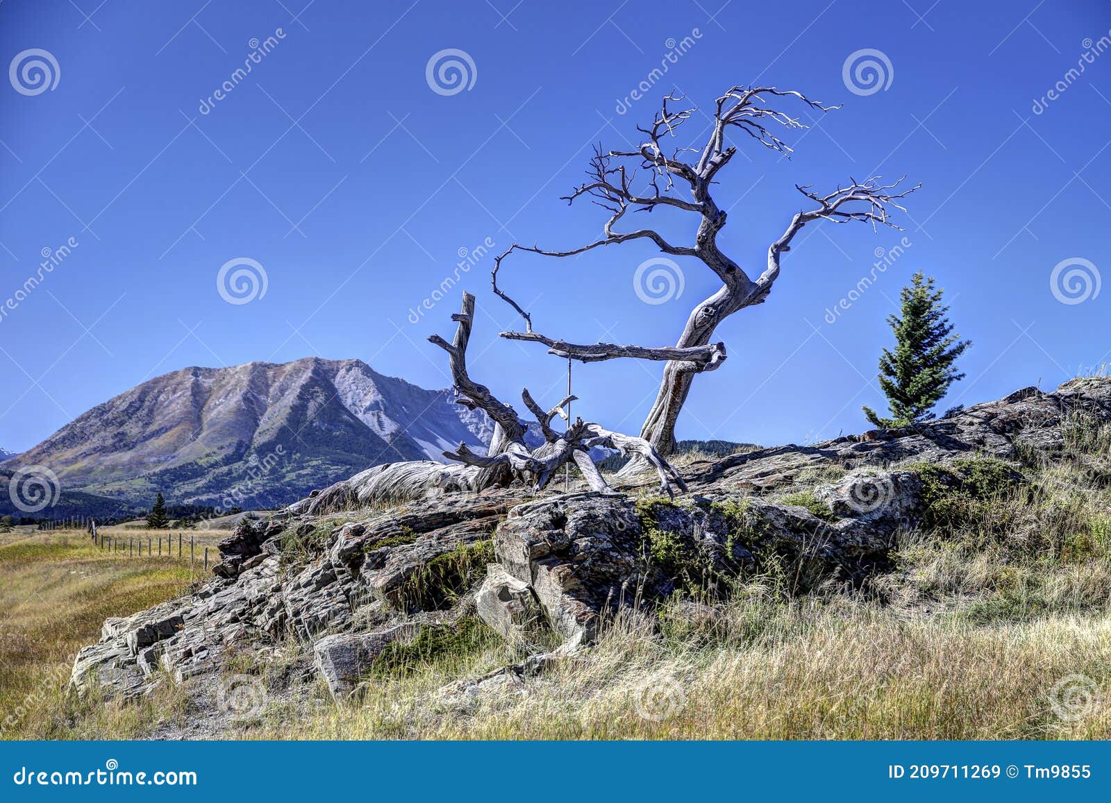 The Iconic Tree on Crowsnest Pass in Alberta Canada Stock Image - Image ...