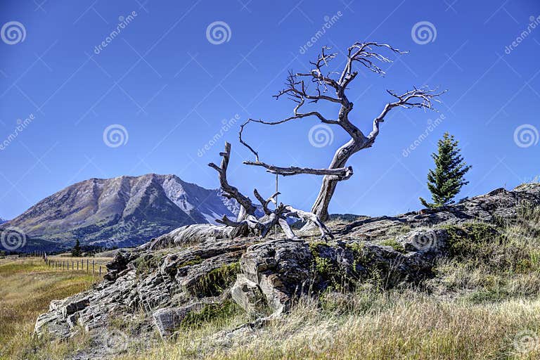 The Iconic Tree on Crowsnest Pass in Alberta Canada Stock Image - Image ...