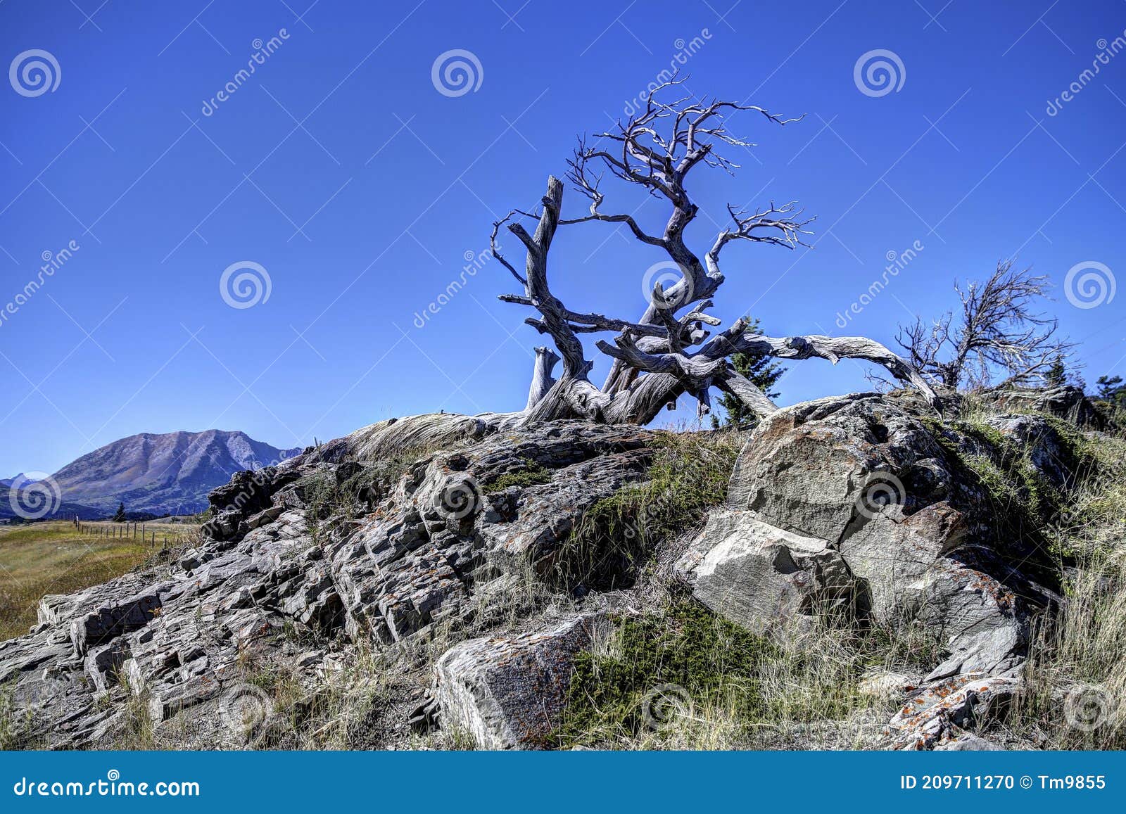 The Iconic Tree on Crowsnest Pass in Alberta Canada Stock Photo - Image ...