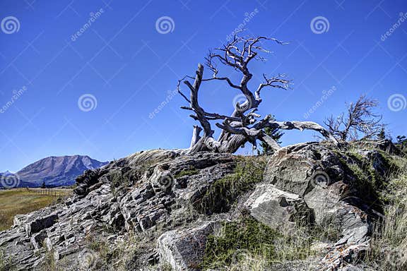 The Iconic Tree on Crowsnest Pass in Alberta Canada Stock Photo - Image ...