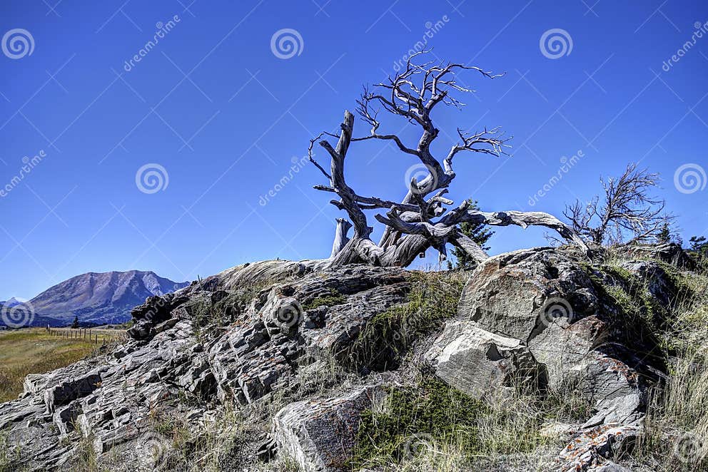 The Iconic Tree on Crowsnest Pass in Alberta Canada Stock Photo - Image ...