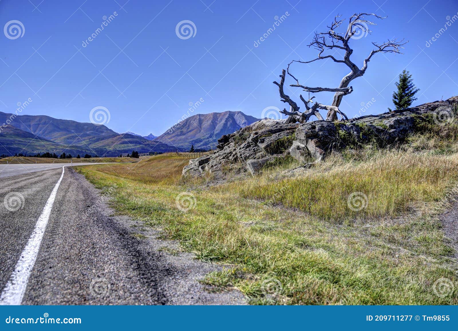 The Iconic Tree on Crowsnest Pass in Alberta Canada Stock Image - Image ...