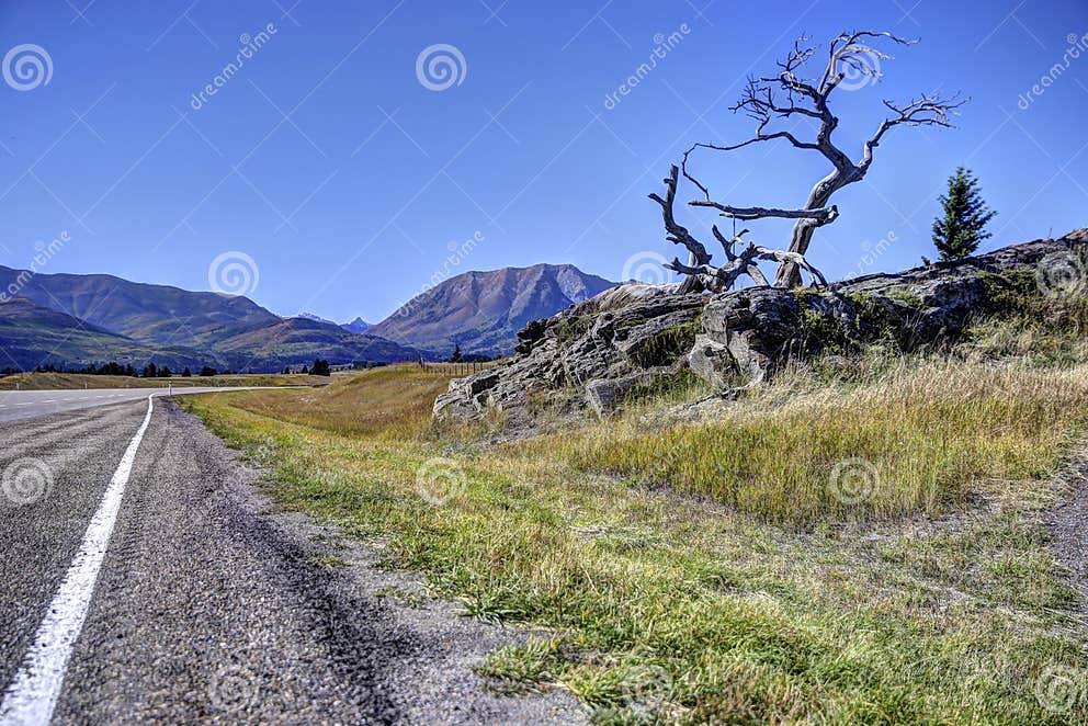 The Iconic Tree on Crowsnest Pass in Alberta Canada Stock Image - Image ...