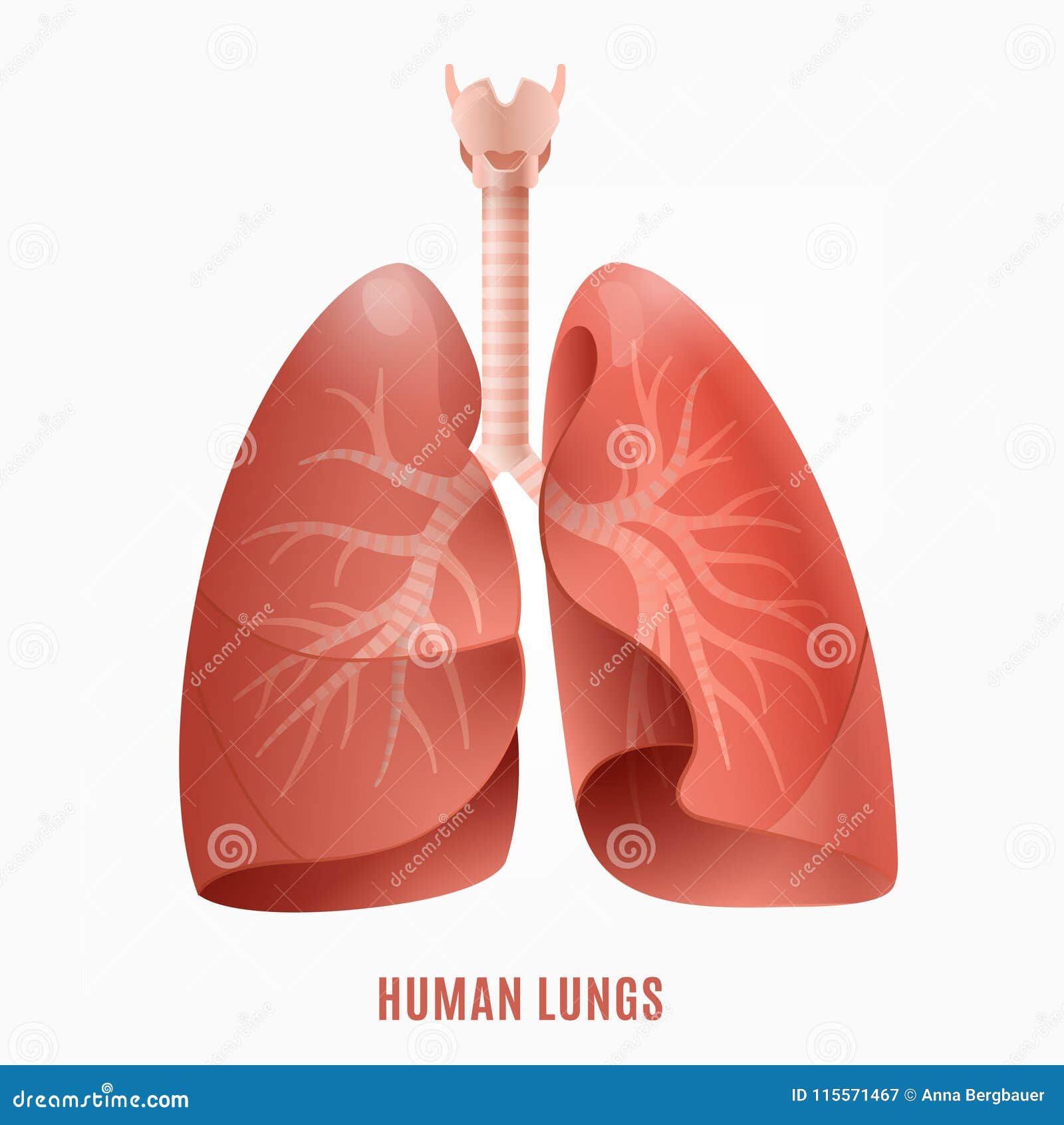 Icono Humano De Los Pulmones Ilustración del Vector - Ilustración de ...