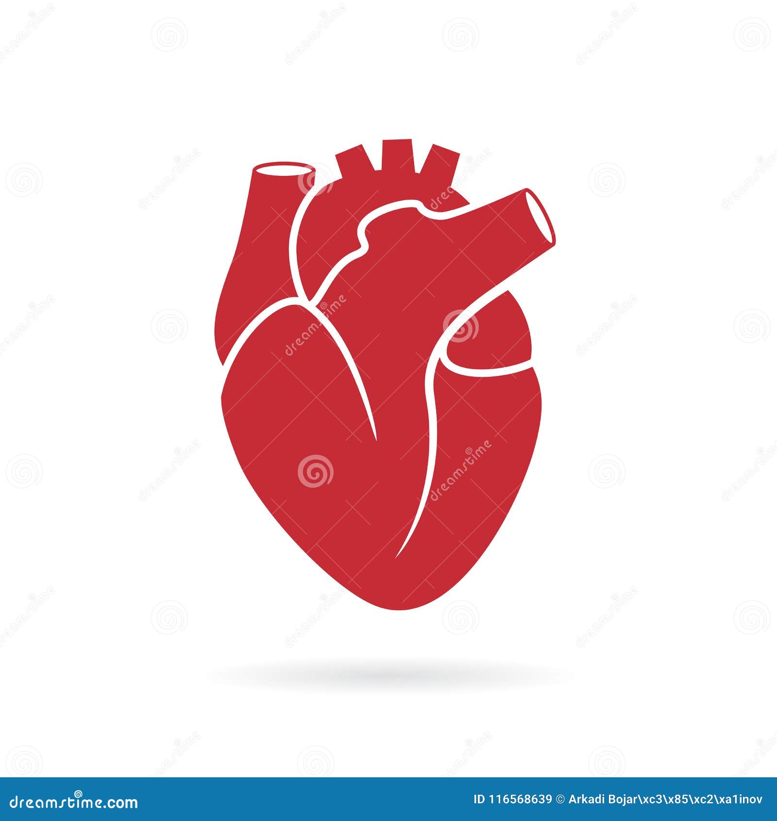 Icono Humano Realista Del Vector Del Corazón Ilustración del Vector ...