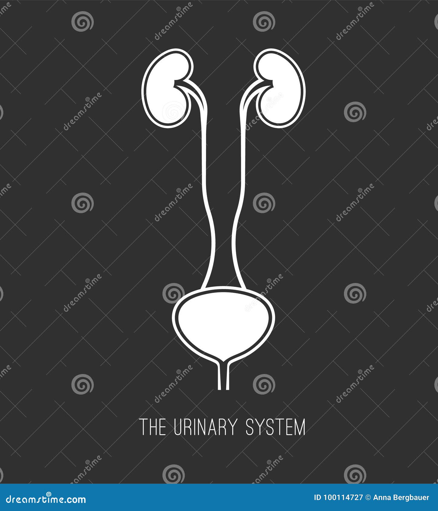 Icono Médico De La Urología Ilustración del Vector - Ilustración de ...