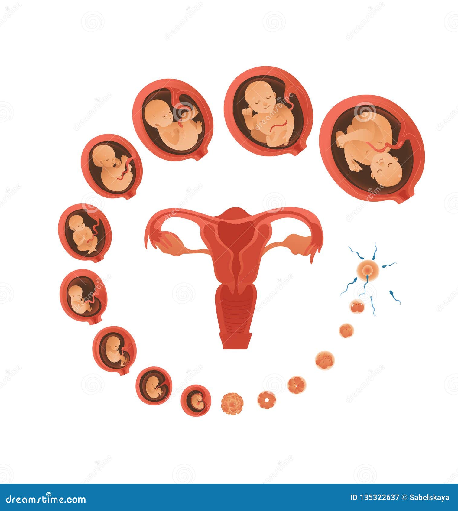 Etapas Del Desarrollo Embrionario Iconos Vector Plano Infografia Images ... Etapas Del Desarrollo Embrionario Iconos Vector Plano Infografia Images ...