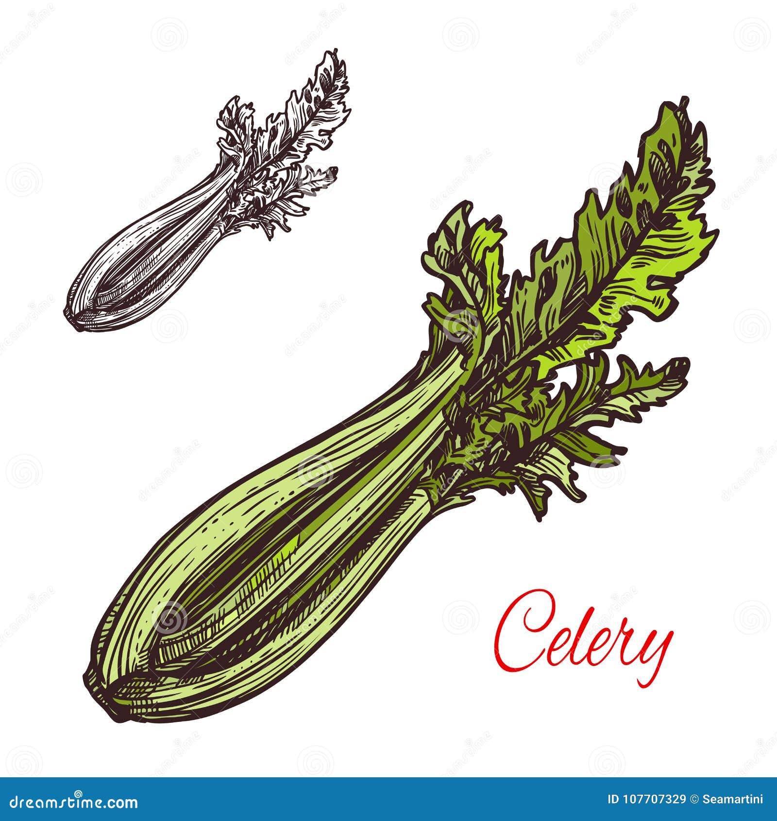 Icono Vegetal De La Planta Del Bosquejo Del Vector Del Apio Ilustración ...